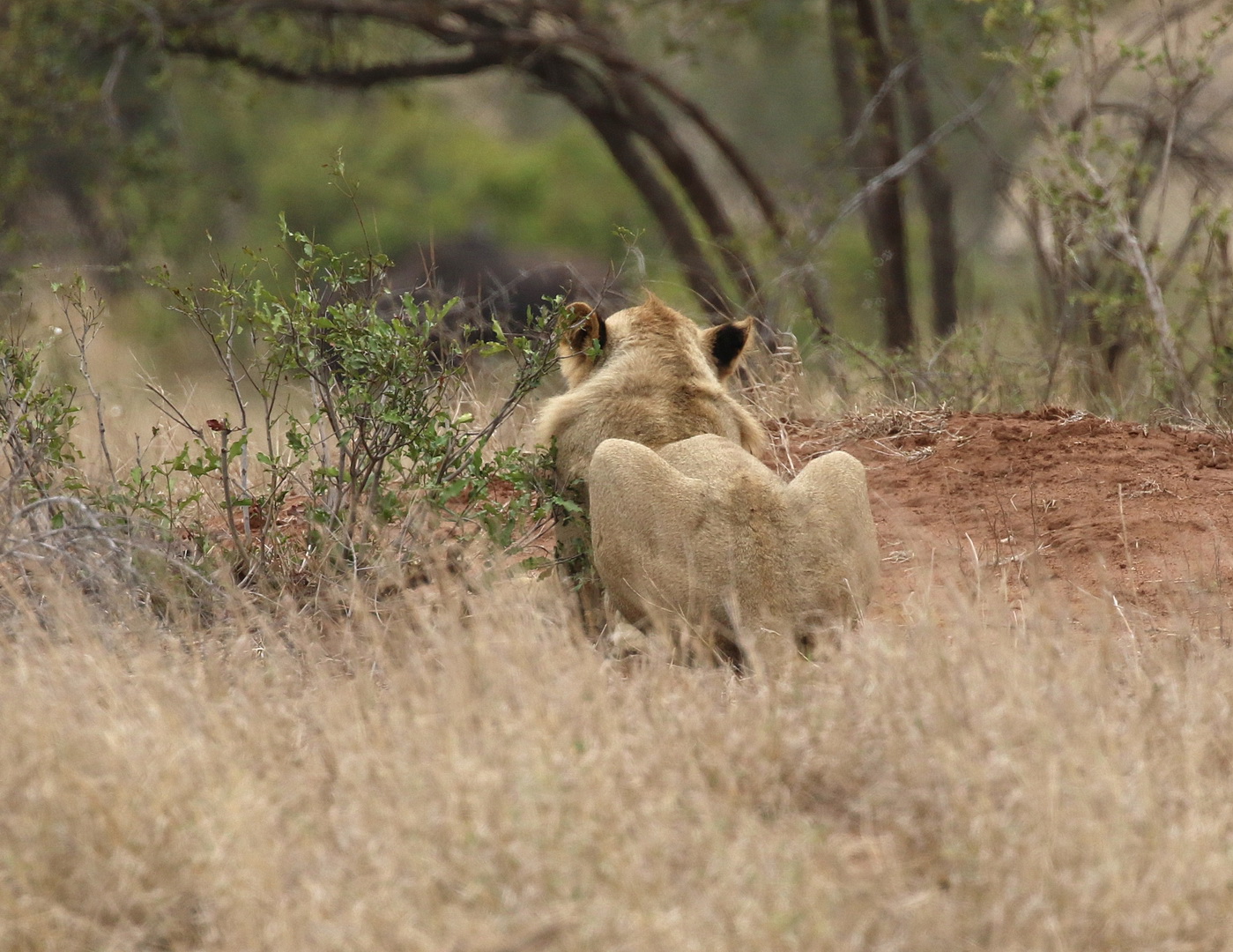 Lioness waiting patiently to strike – BirdLife eThekwini KZN