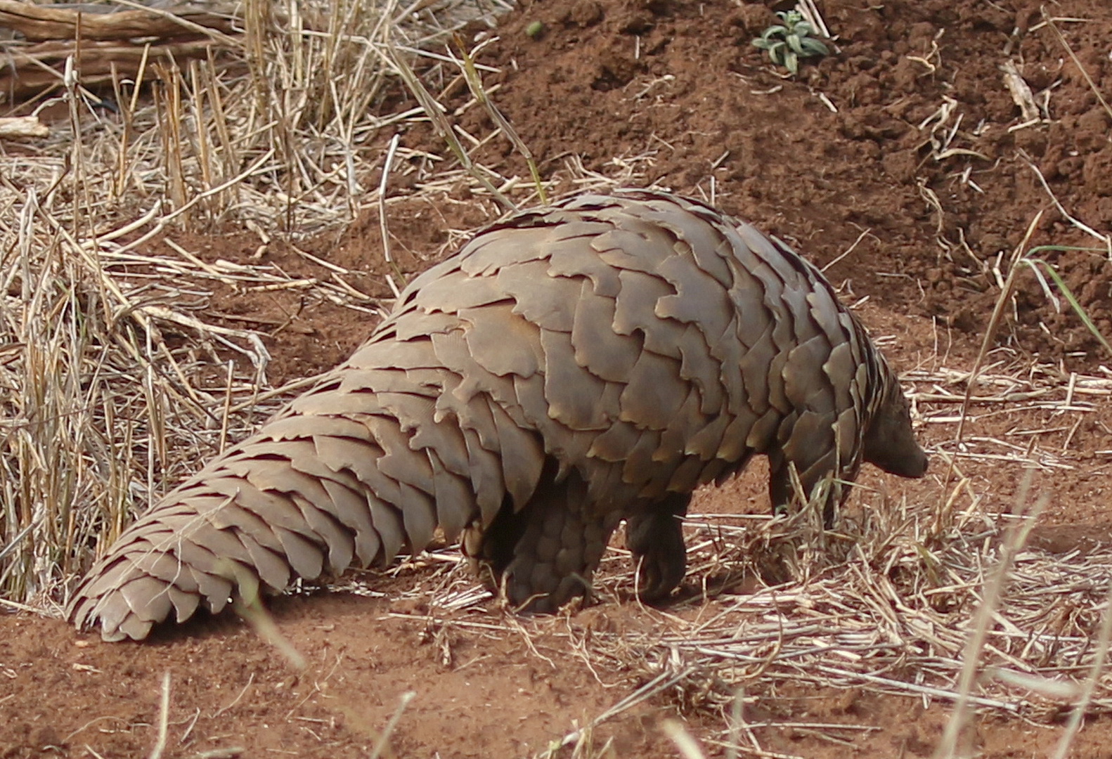 Pangolin – BirdLife eThekwini KZN