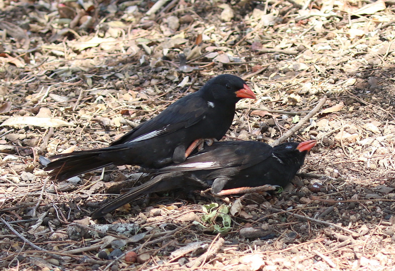 Red-billed Buffalo-Weavers fighting – BirdLife eThekwini KZN
