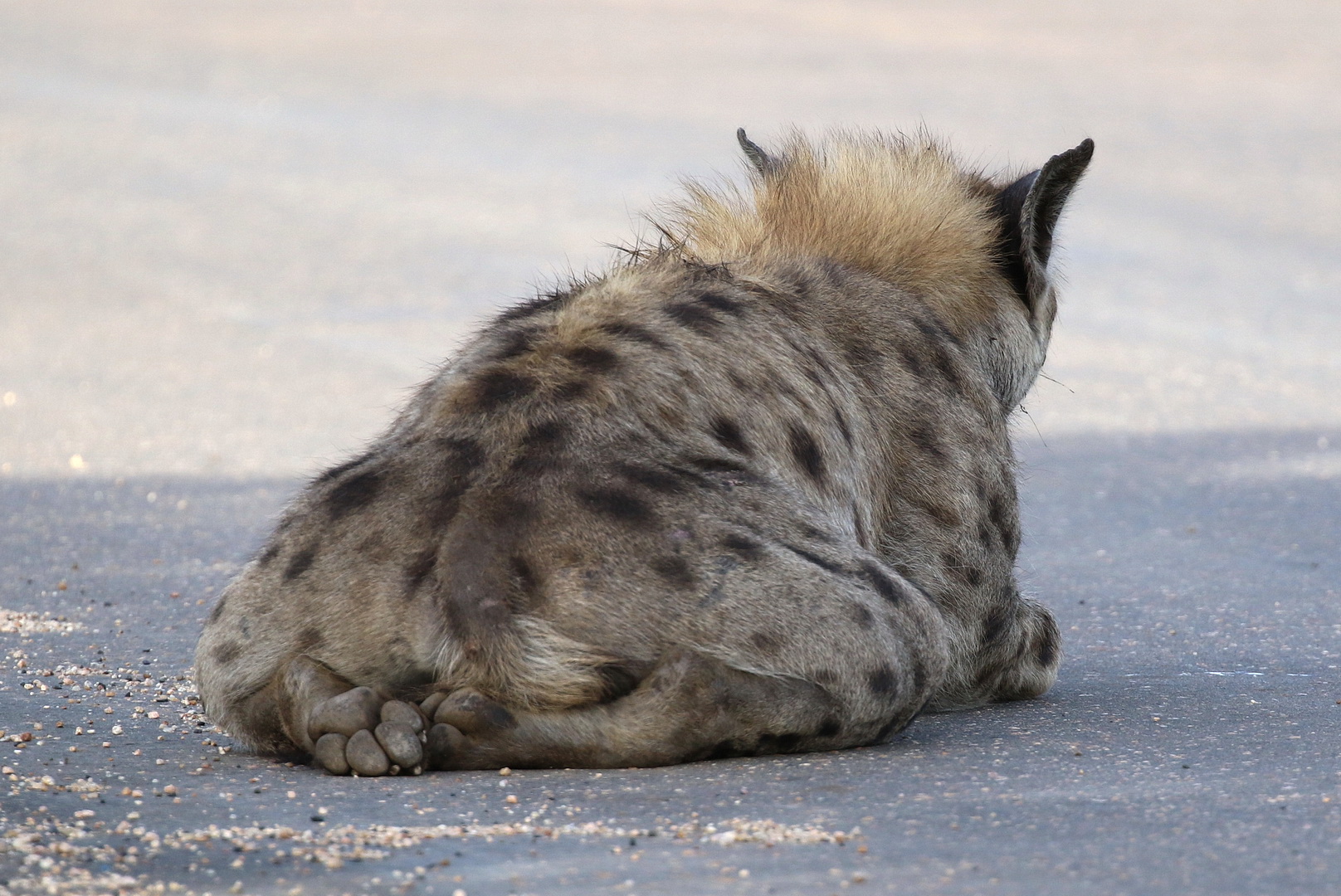 Spotted Hyena relaxing with its back feet well tucked in – BirdLife ...