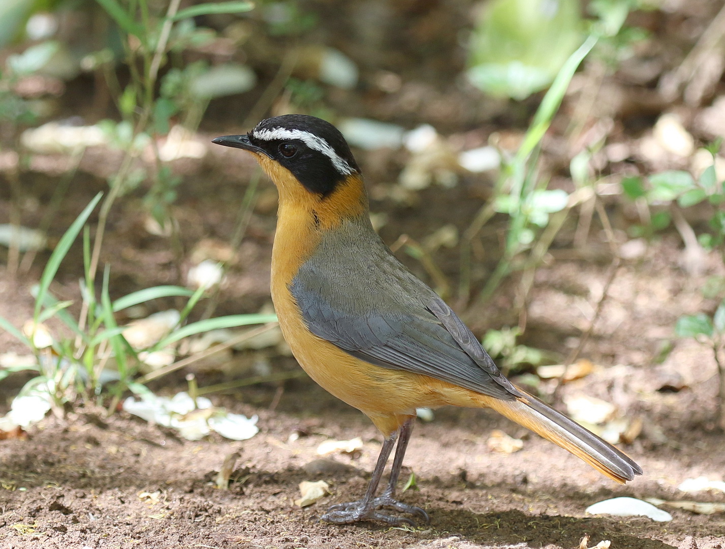 White-browed Robin-Chat – BirdLife eThekwini KZN