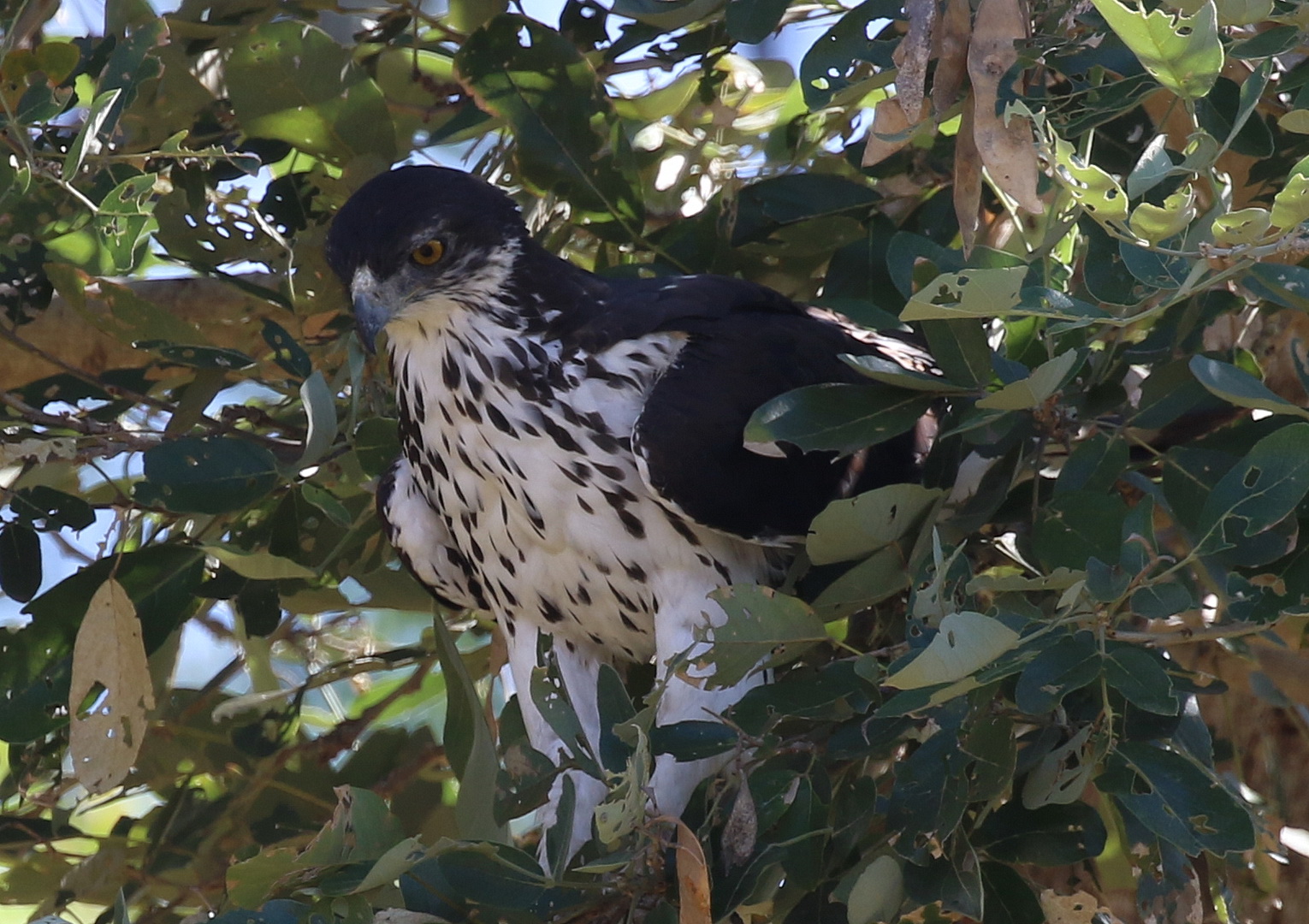 African Hawk-Eagle – BirdLife eThekwini KZN