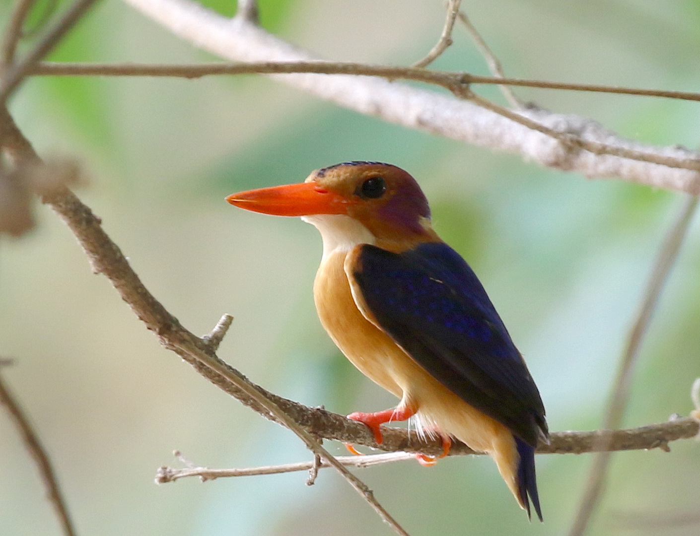 African Pygmy-Kingfisher – BirdLife eThekwini KZN
