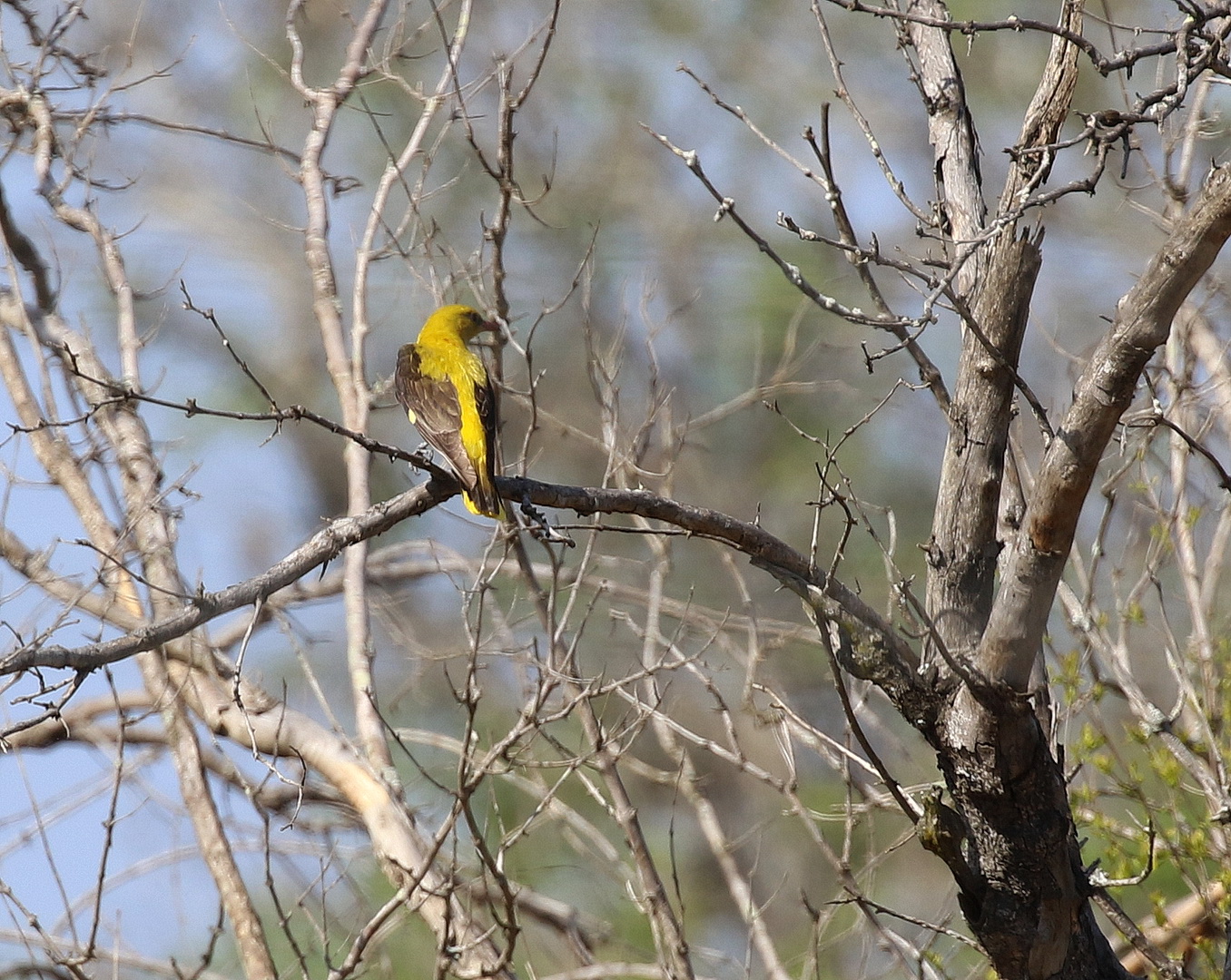 Eurasian Golden Oriole (2) – BirdLife eThekwini KZN