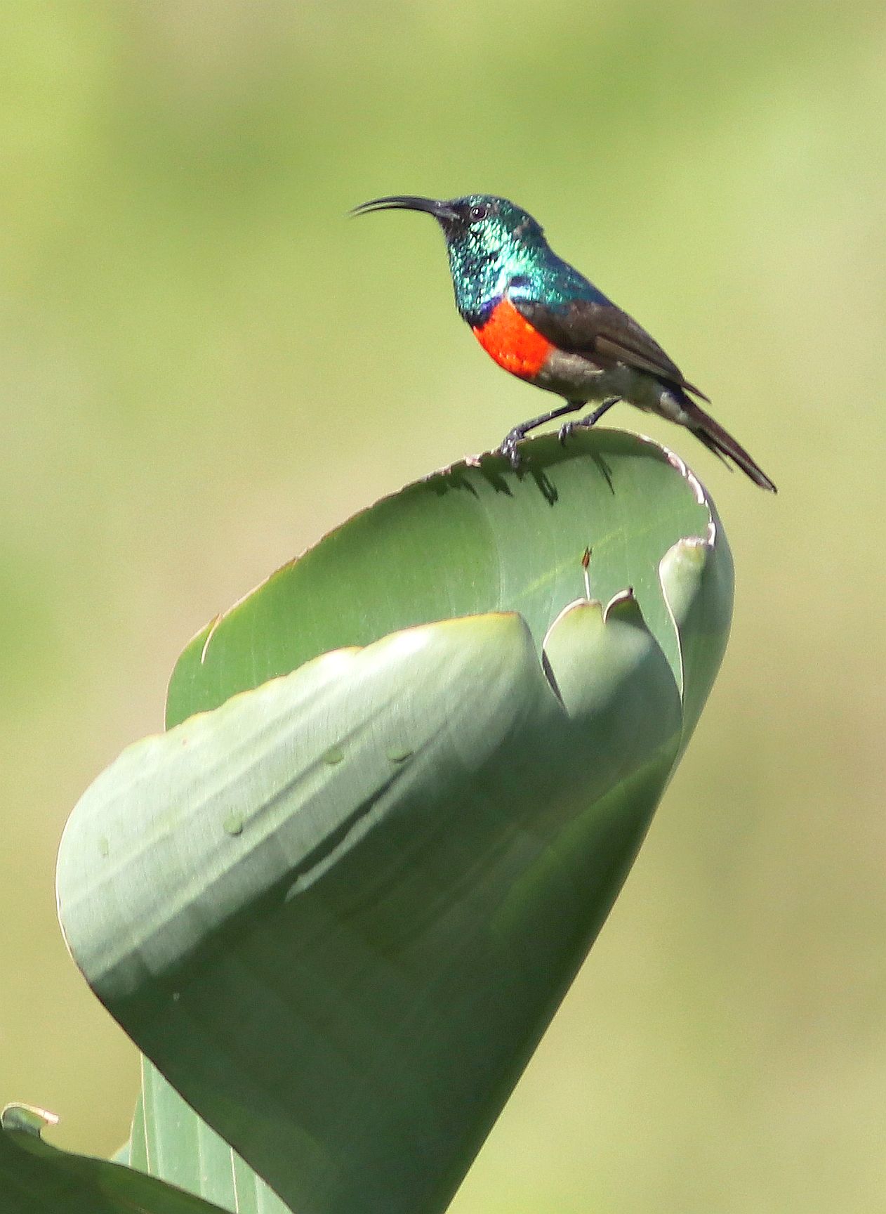 Springside Nature Reserve – BirdLife eThekwini KZN