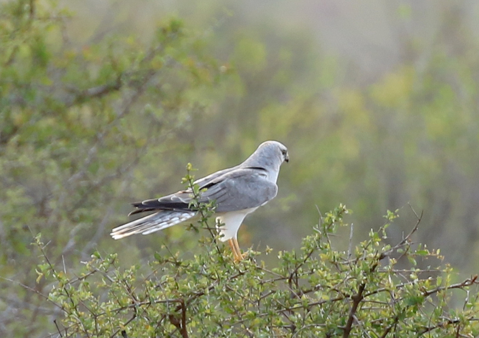 Pallid Harrier – BirdLife eThekwini KZN