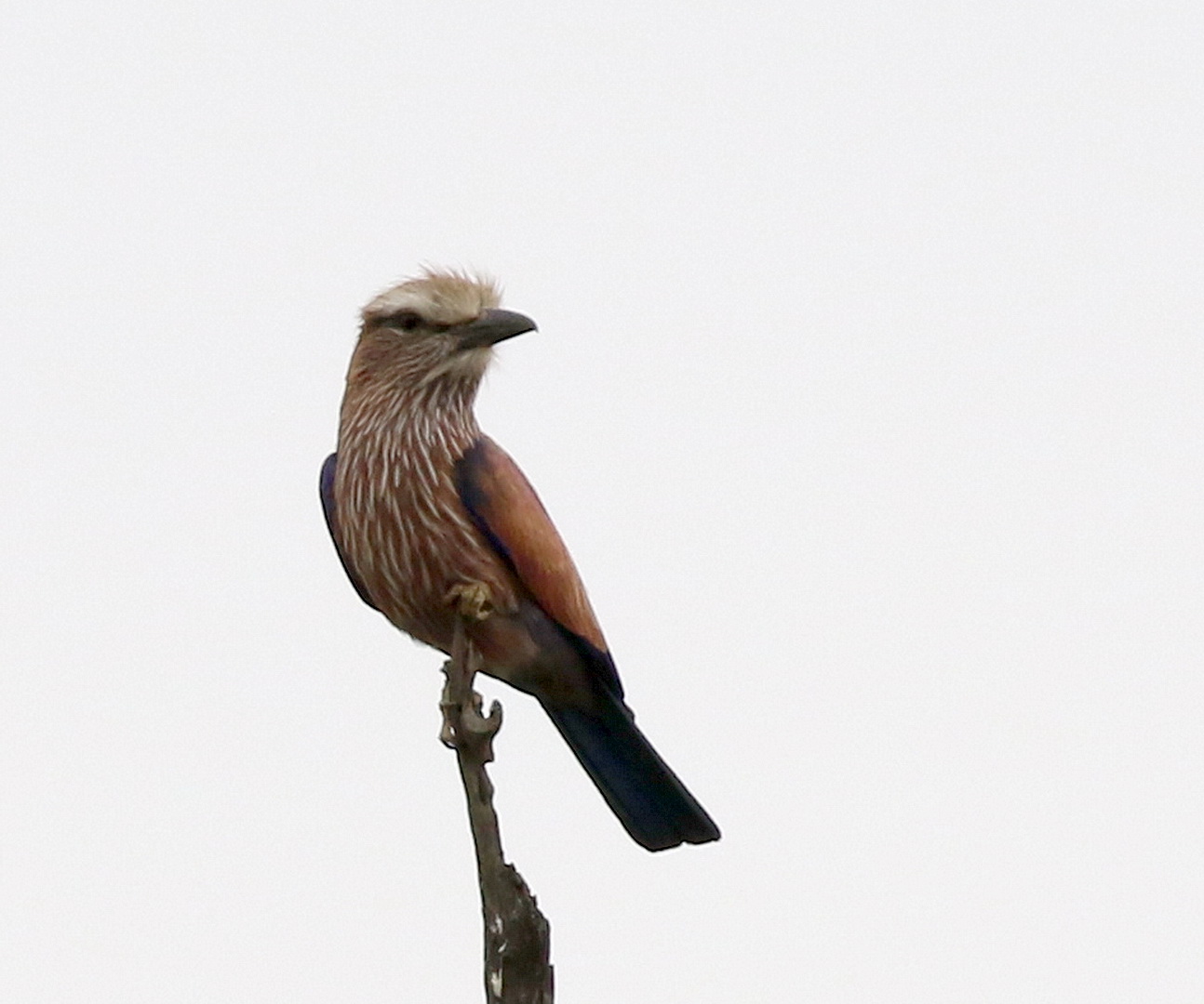 Purple Roller – BirdLife eThekwini KZN