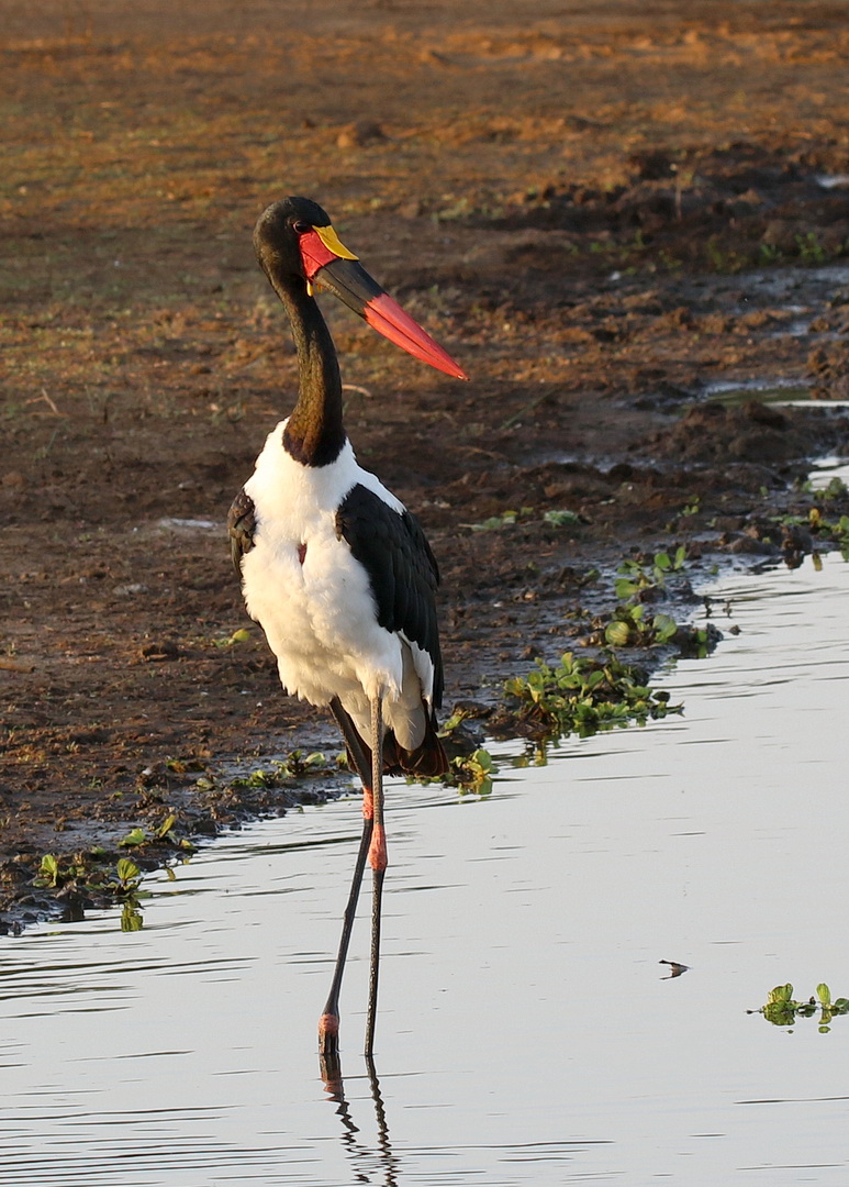 Saddle-billed Stork male – BirdLife eThekwini KZN