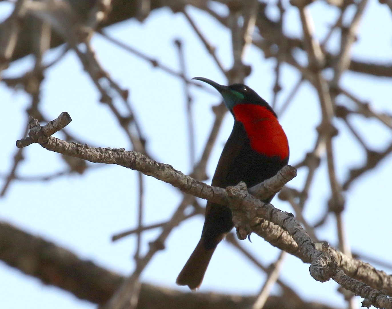 Scarlet-chested Sunbird – BirdLife eThekwini KZN