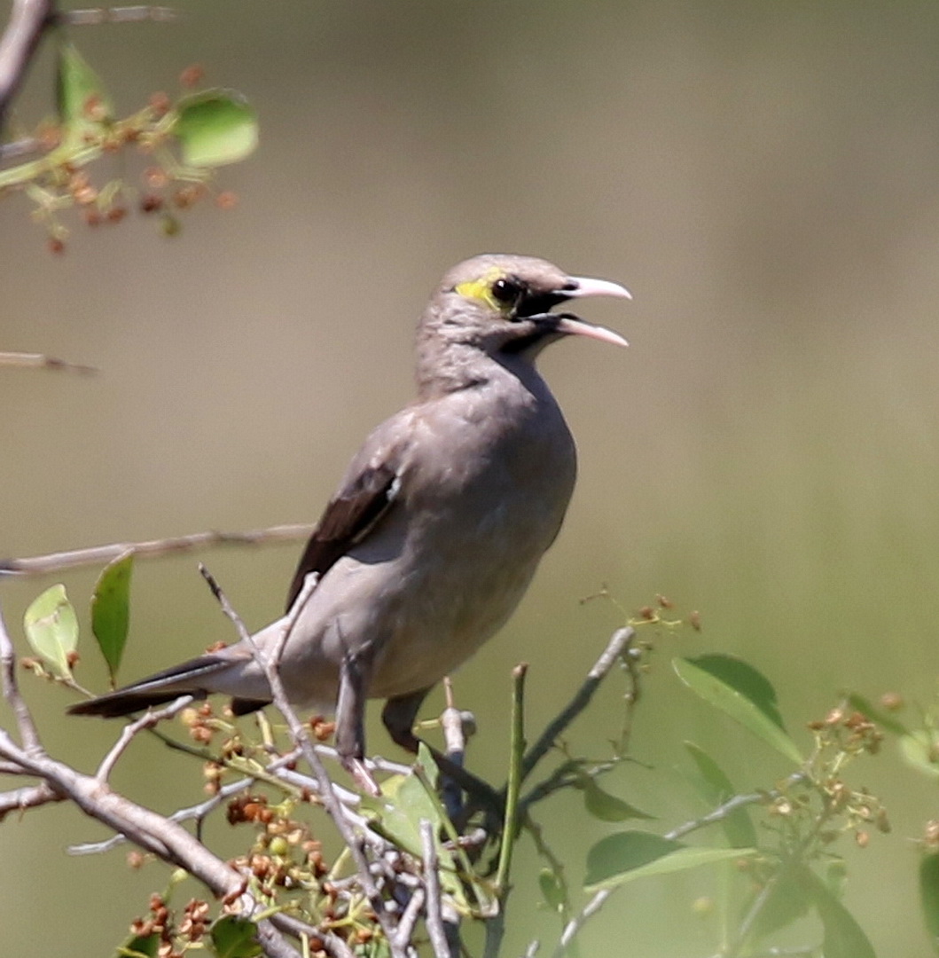 Wattled Starling – BirdLife eThekwini KZN