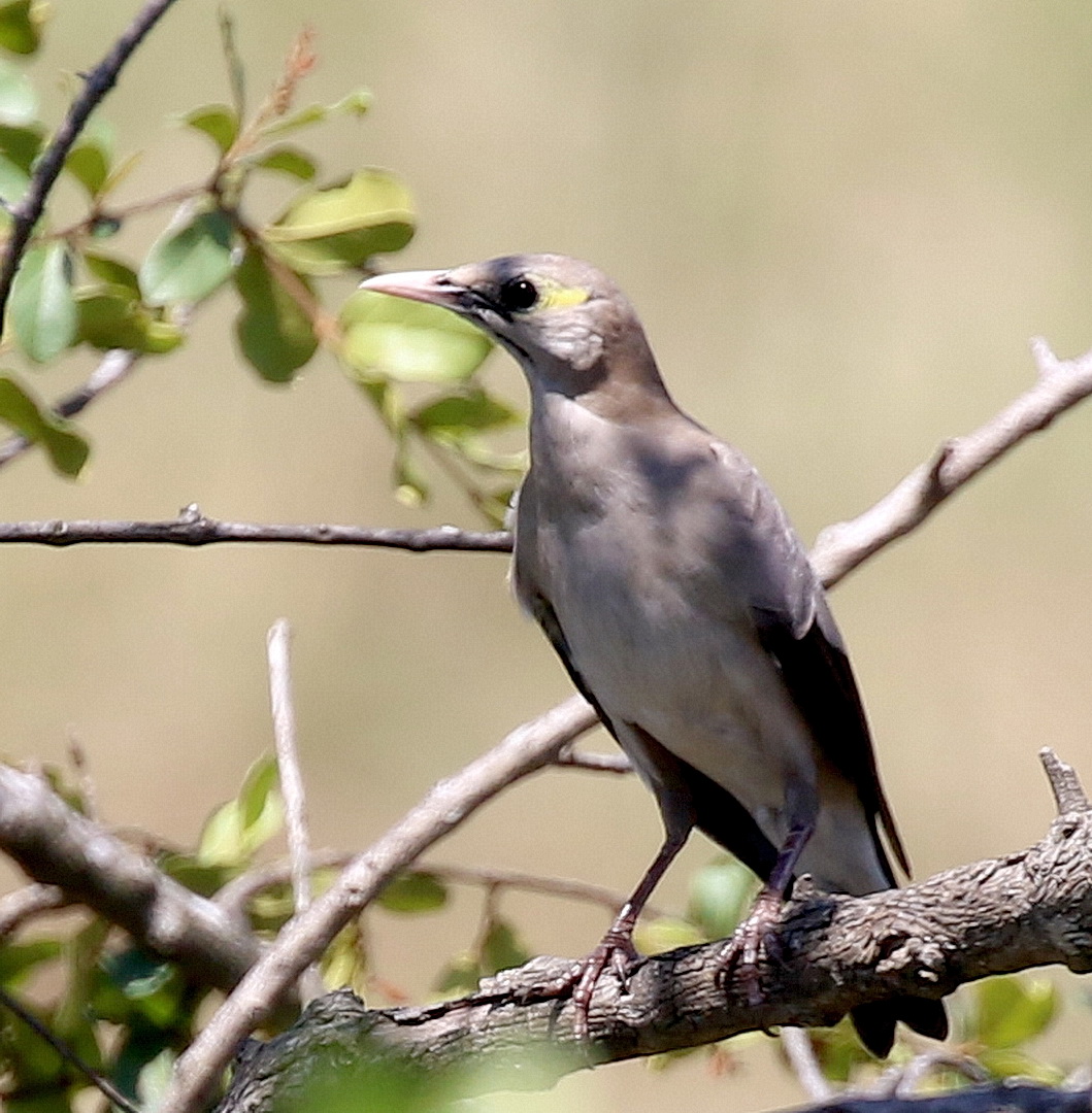 Wattled Starling – BirdLife eThekwini KZN