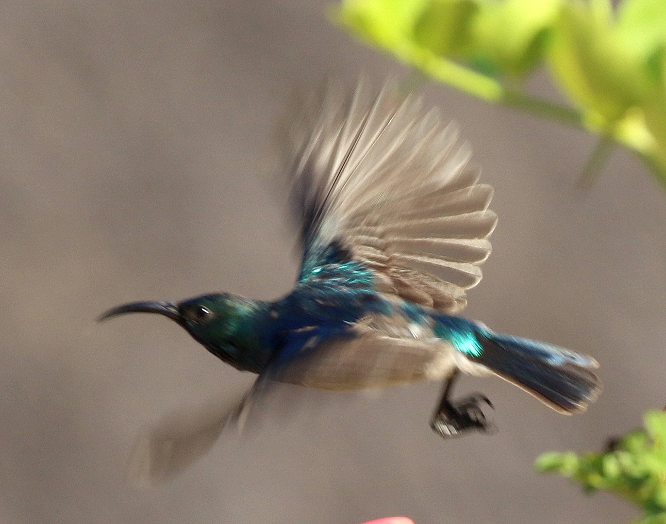 White-bellied Sunbird in flight – BirdLife eThekwini KZN