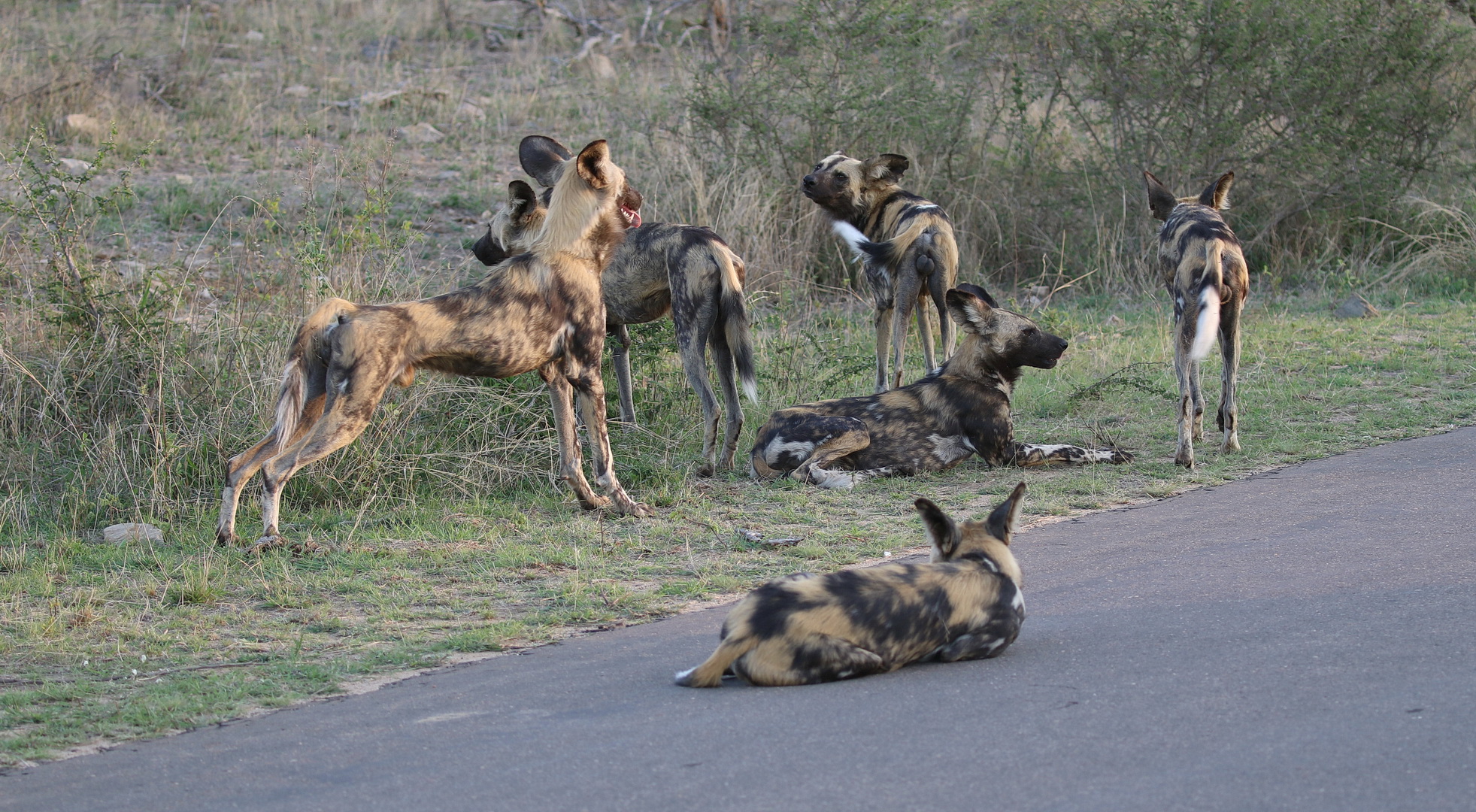 Wild dogs – BirdLife eThekwini KZN
