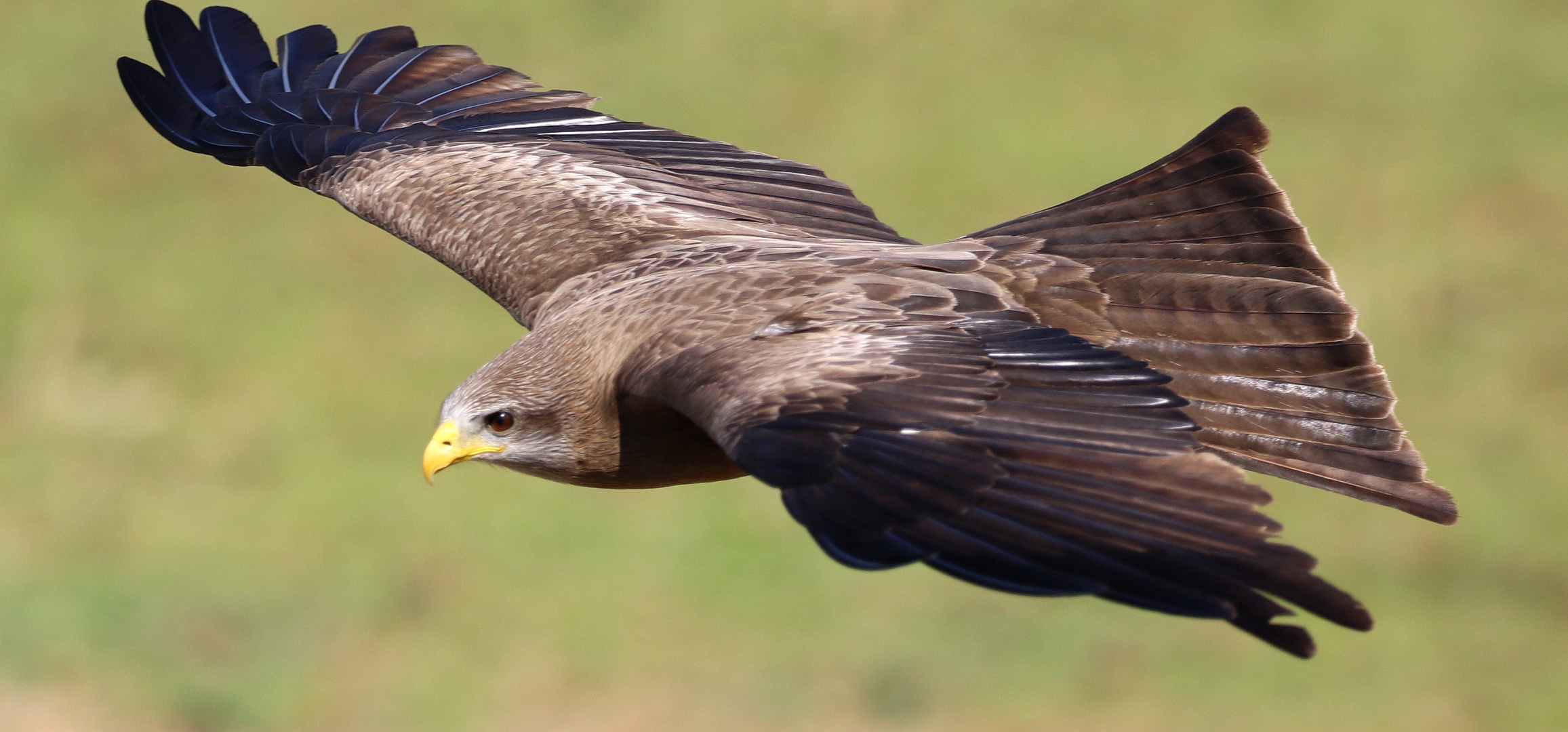 Yellow-billed Kite – BirdLife eThekwini KZN