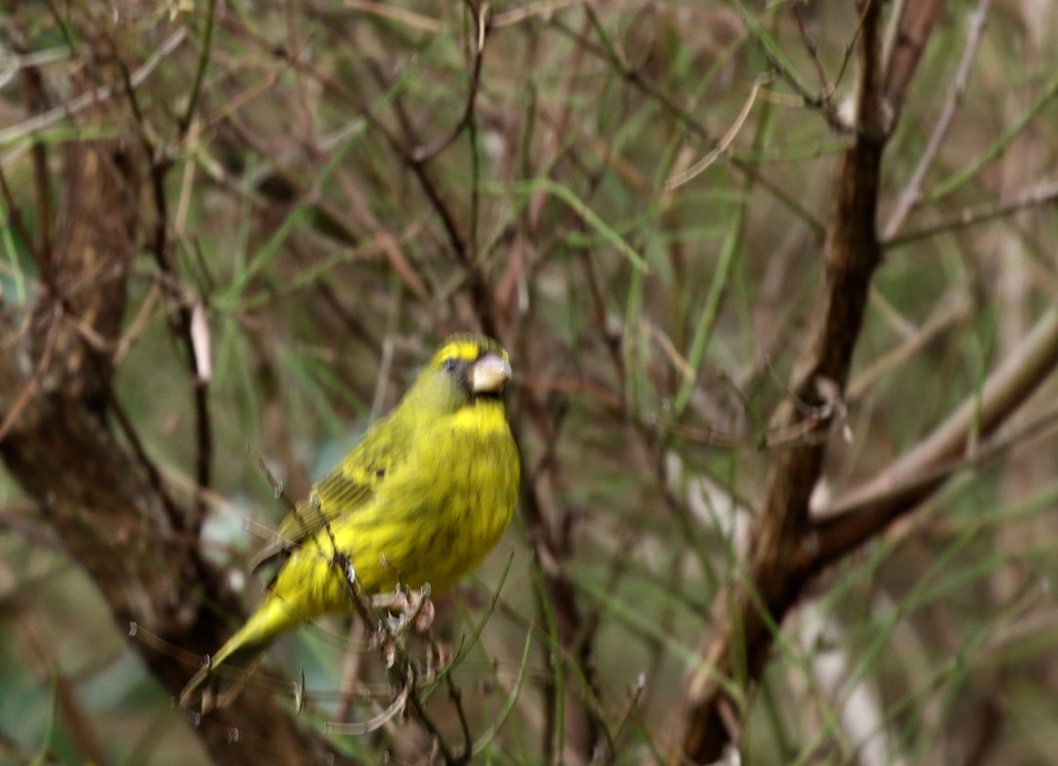 forest canary – BirdLife eThekwini KZN