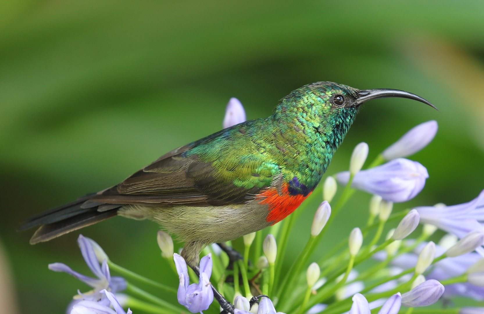 greater double-collared sunbird – BirdLife eThekwini KZN