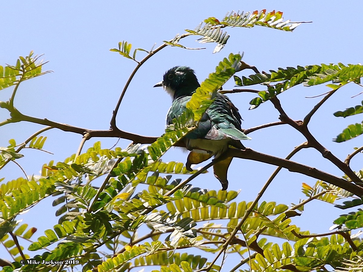 klaas’s cuckoo – mick jackson – BirdLife eThekwini KZN