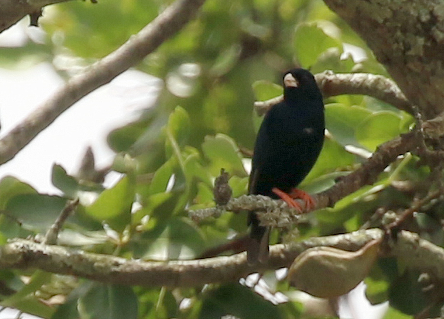Dusky Indigobird – BirdLife eThekwini KZN