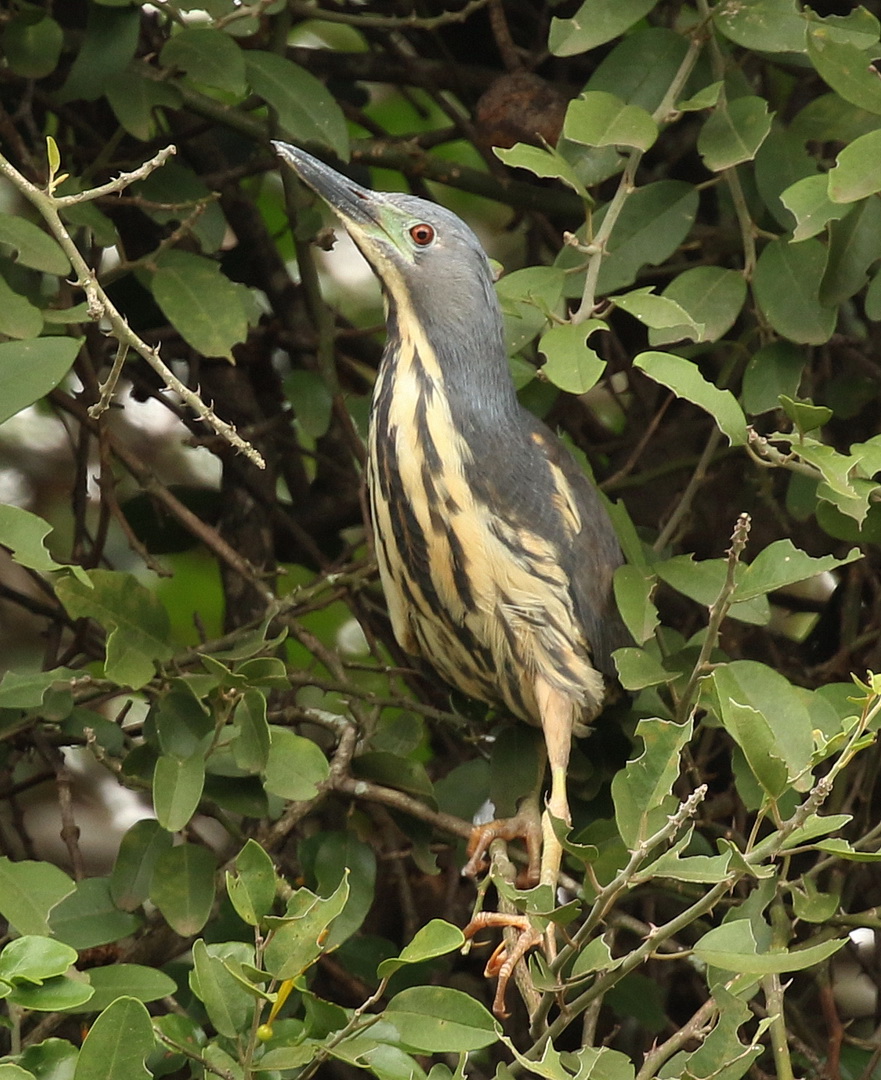 Dwarf Bittern – BirdLife eThekwini KZN