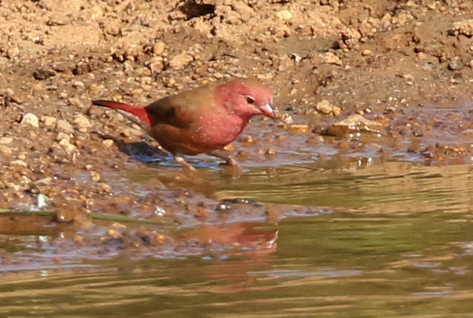 Red-billed Firefinch – BirdLife eThekwini KZN