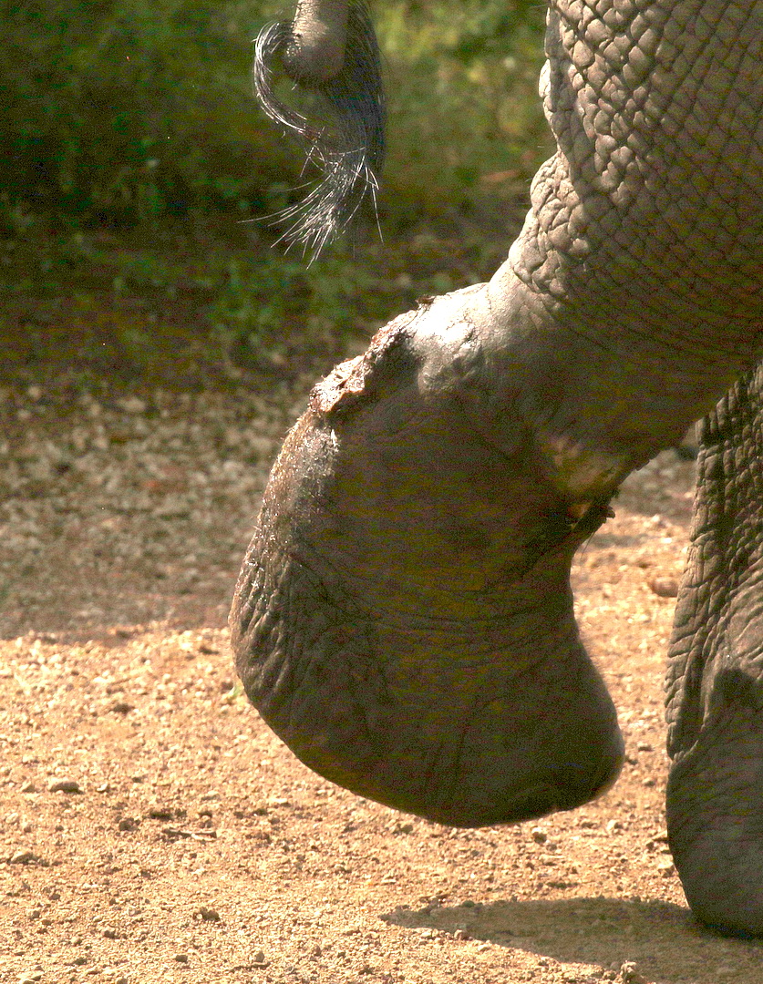 Snared Elephant foot – BirdLife eThekwini KZN