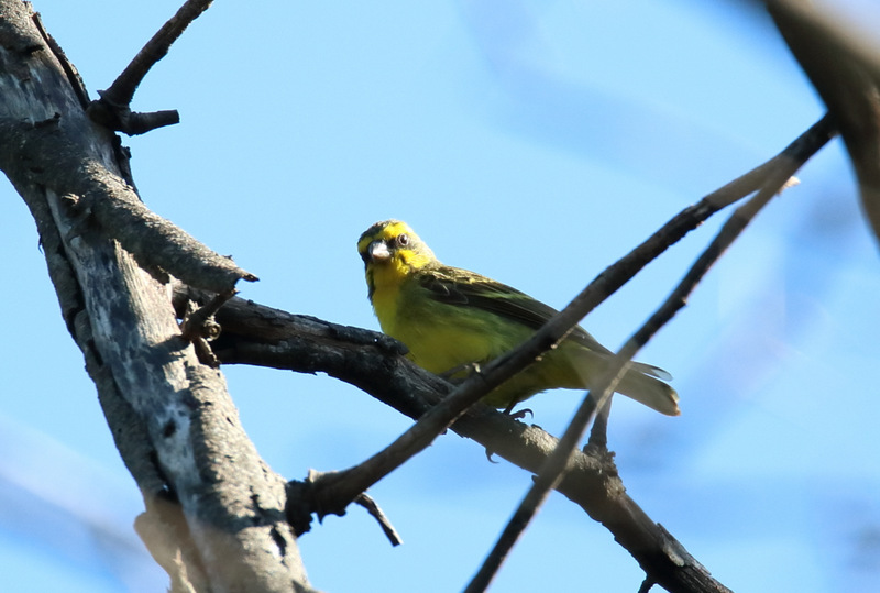 Yellow-fronted Canary – BirdLife eThekwini KZN
