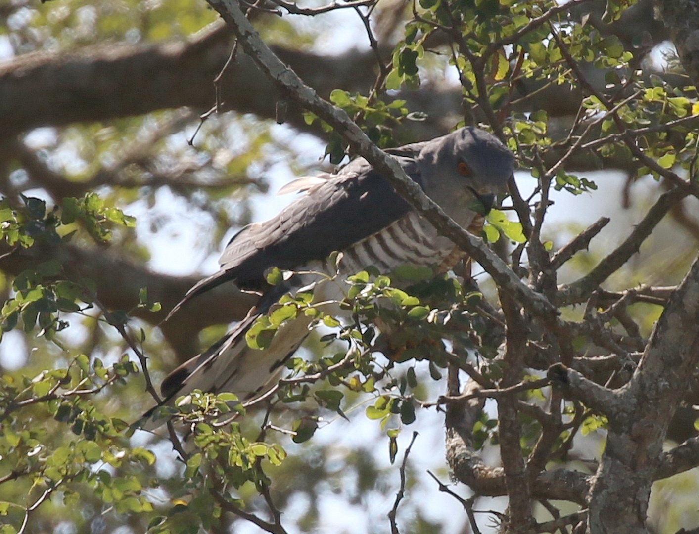 african-cuckoo-hawk-2 – BirdLife eThekwini KZN