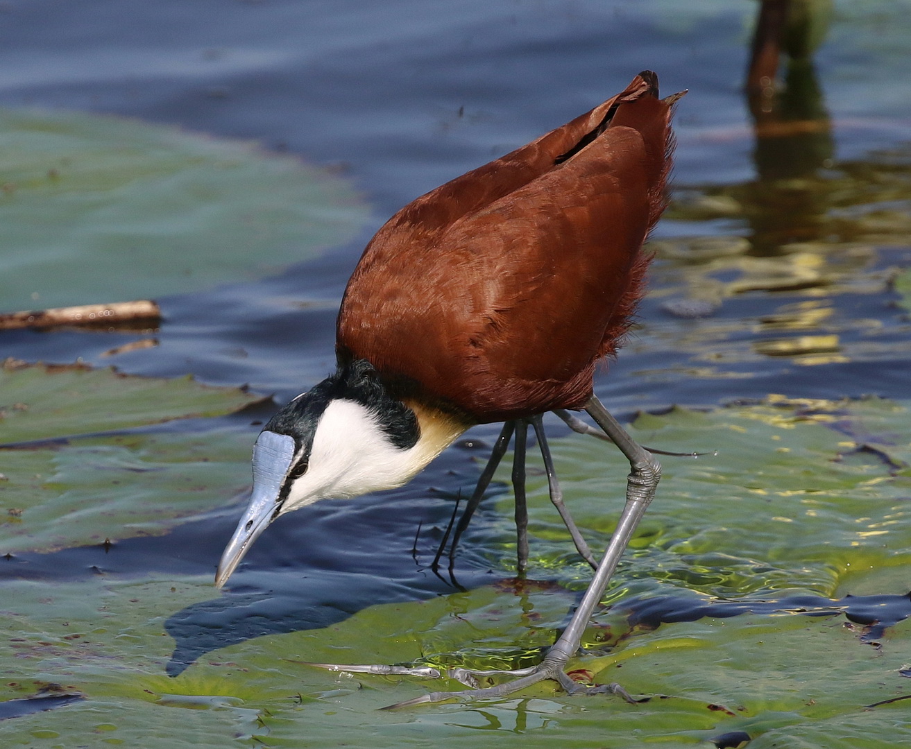 african-jacana – BirdLife eThekwini KZN