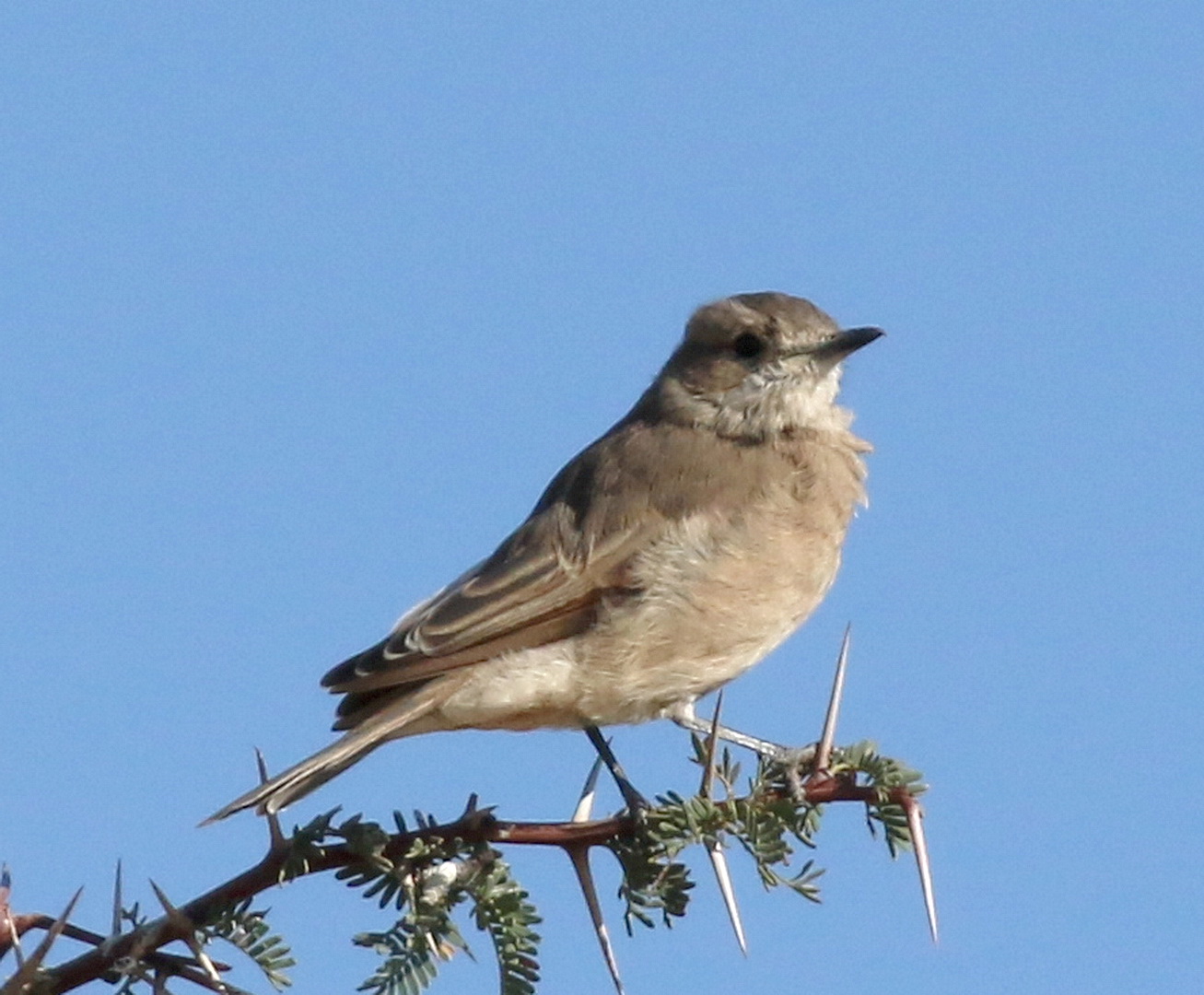 chat-flycatcher-1-1 – BirdLife eThekwini KZN