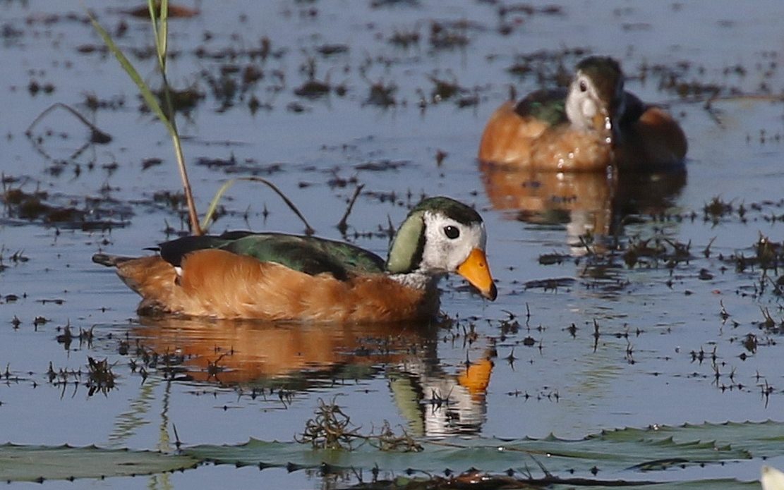 cropped-african-pygmy-geese-1-1.jpg – BirdLife eThekwini KZN