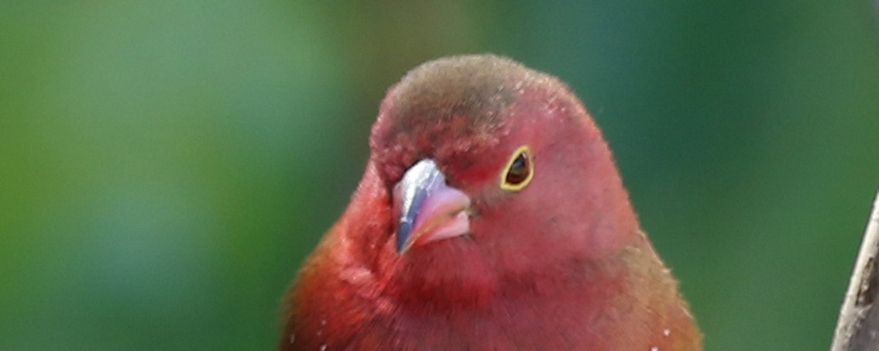 cropped-red-billed-firefinch-.jpg – BirdLife eThekwini KZN