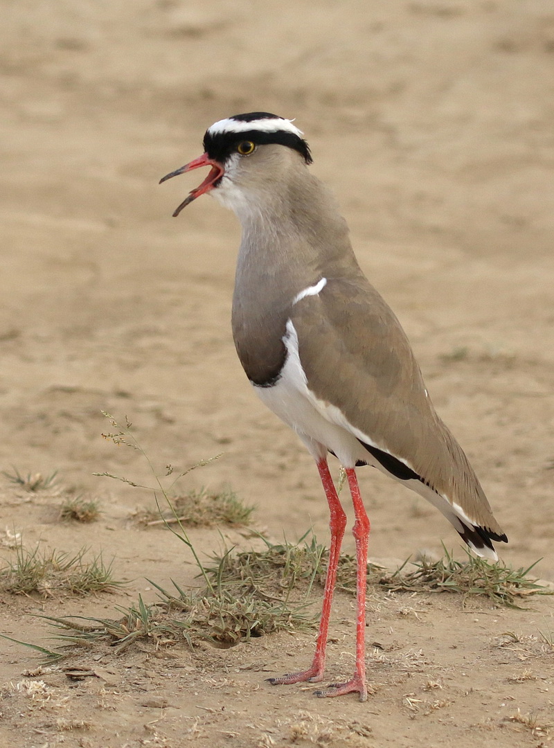 crowned-lapwing – BirdLife eThekwini KZN