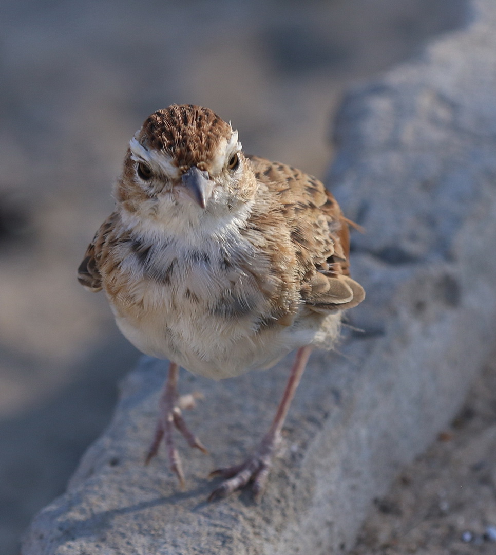 fawn-coloured-lark-5 – BirdLife eThekwini KZN