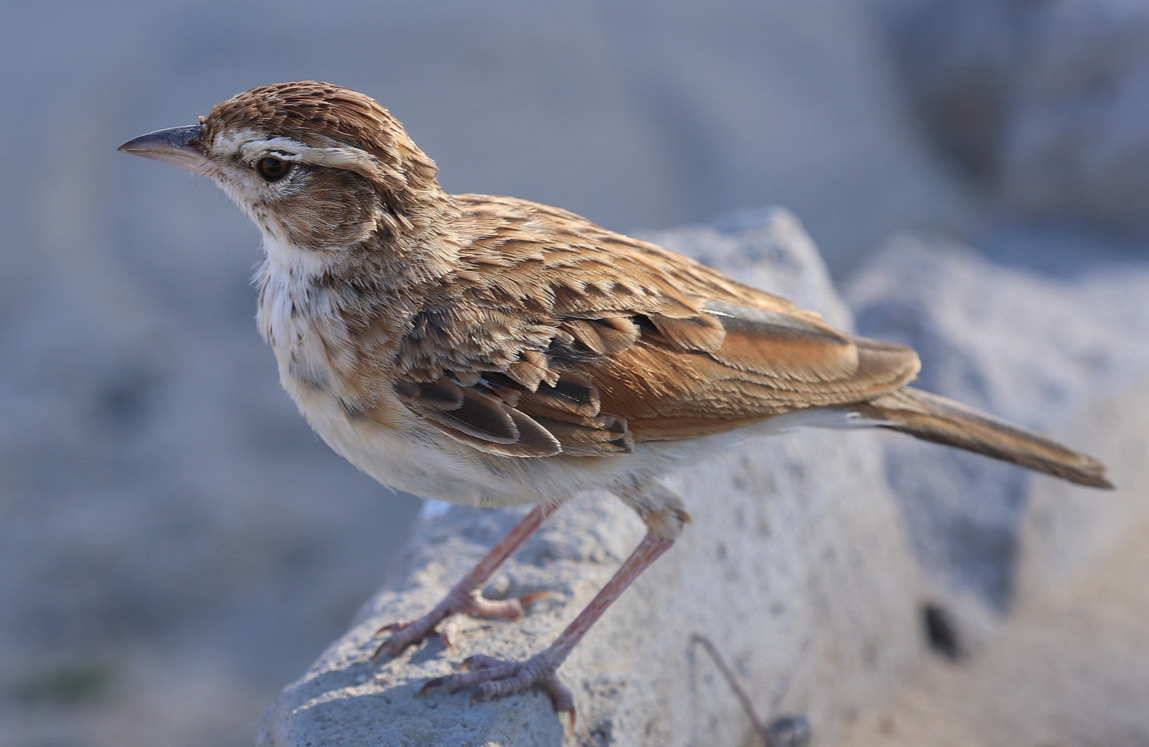 fawn-coloured-lark-6 – BirdLife eThekwini KZN
