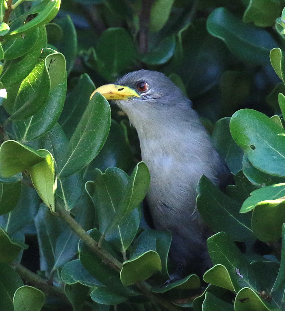 green-malkoha- – BirdLife eThekwini KZN