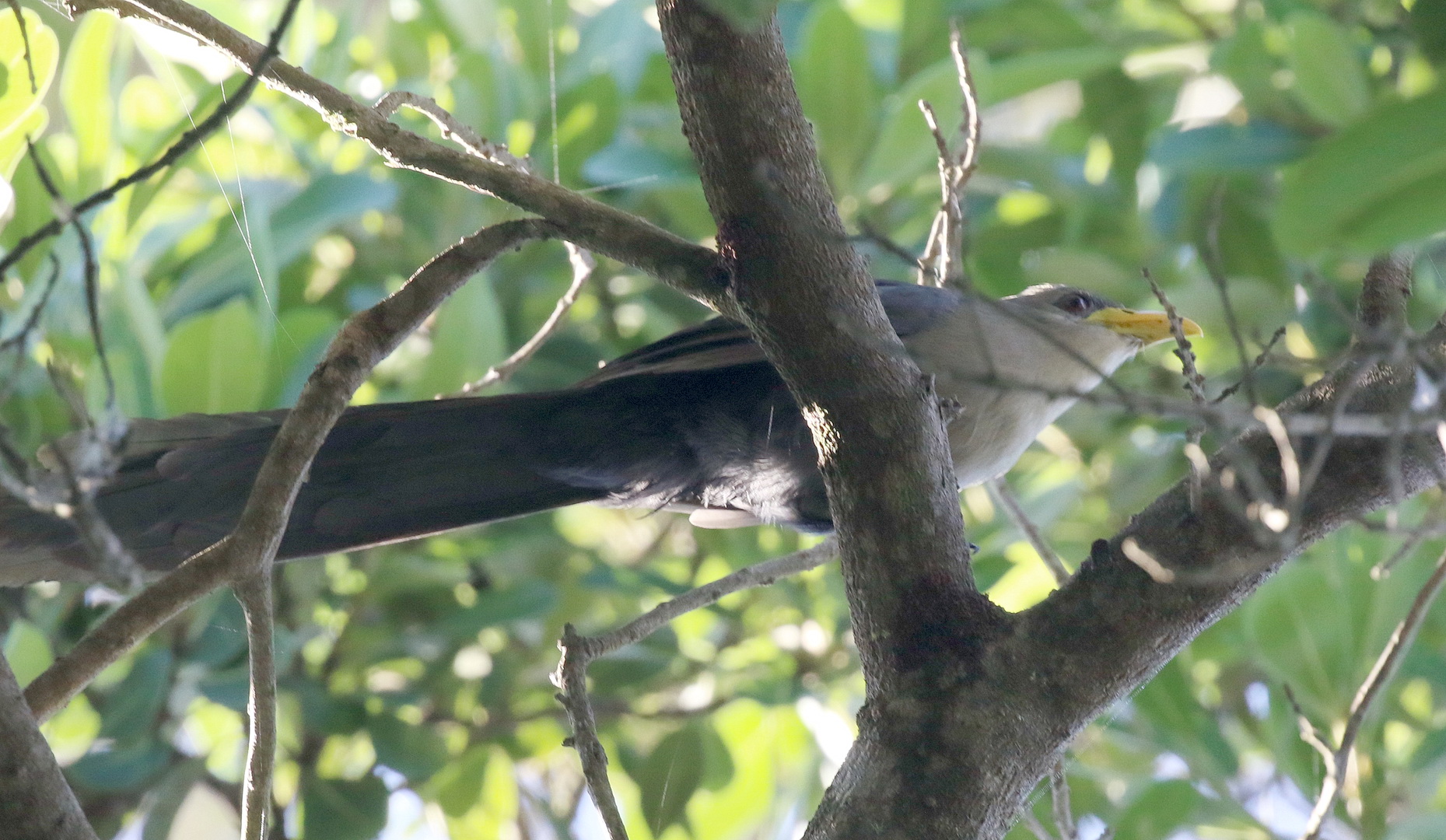 green-malkoha-1-2 – BirdLife eThekwini KZN