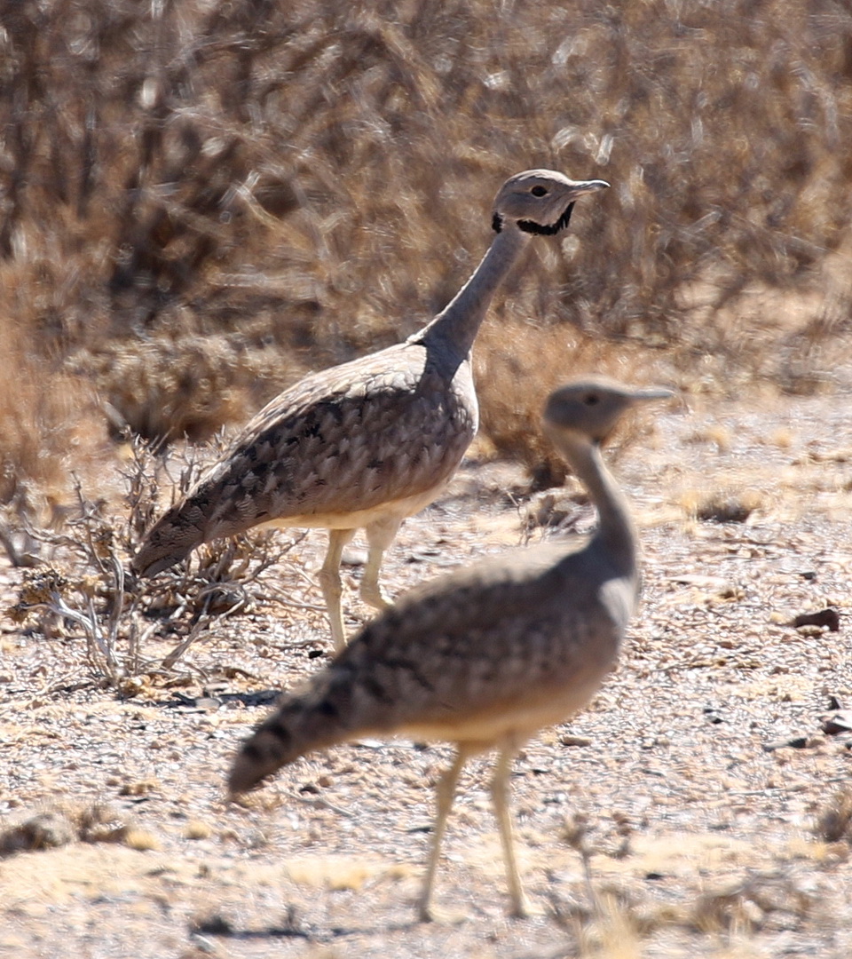 karoo-korhaans- – BirdLife eThekwini KZN