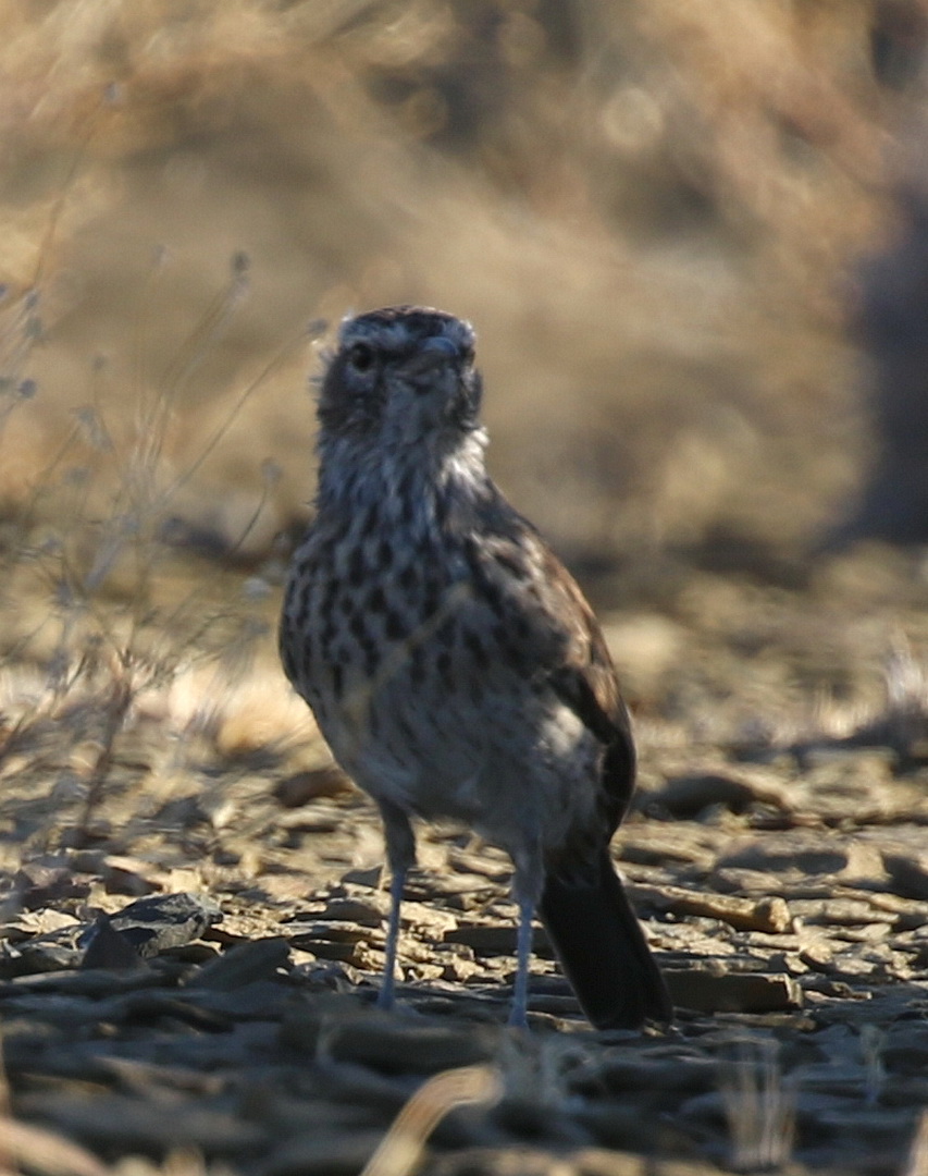 karoo-long-billed-lark- – BirdLife eThekwini KZN