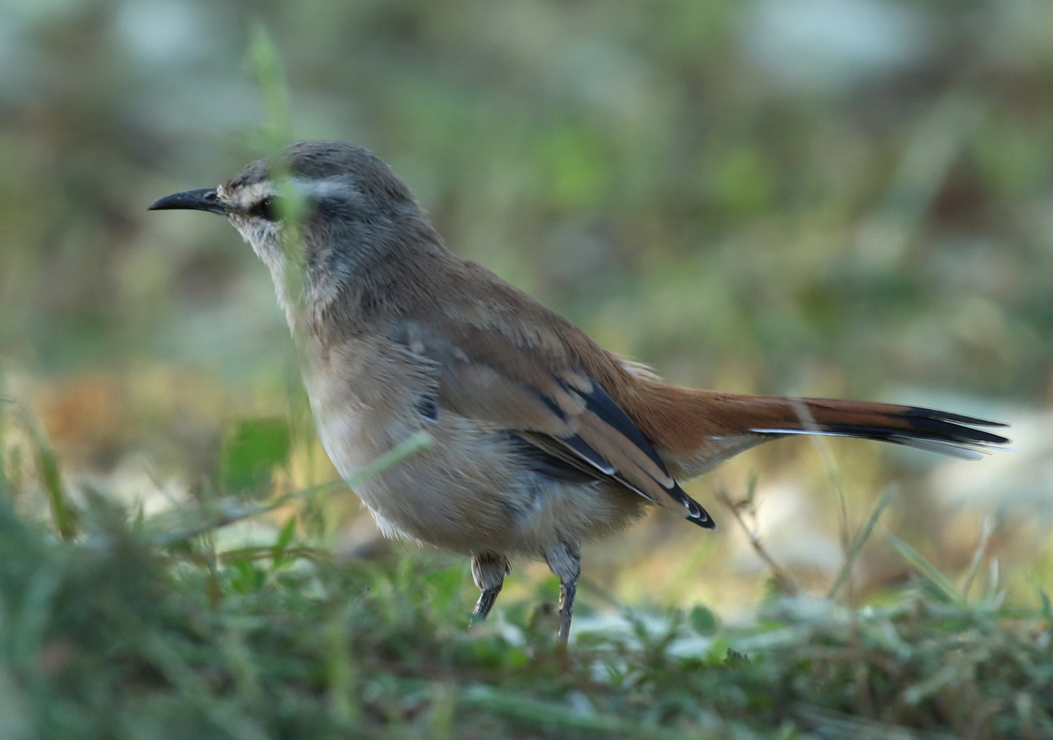 karoo-scrub-robin – BirdLife eThekwini KZN