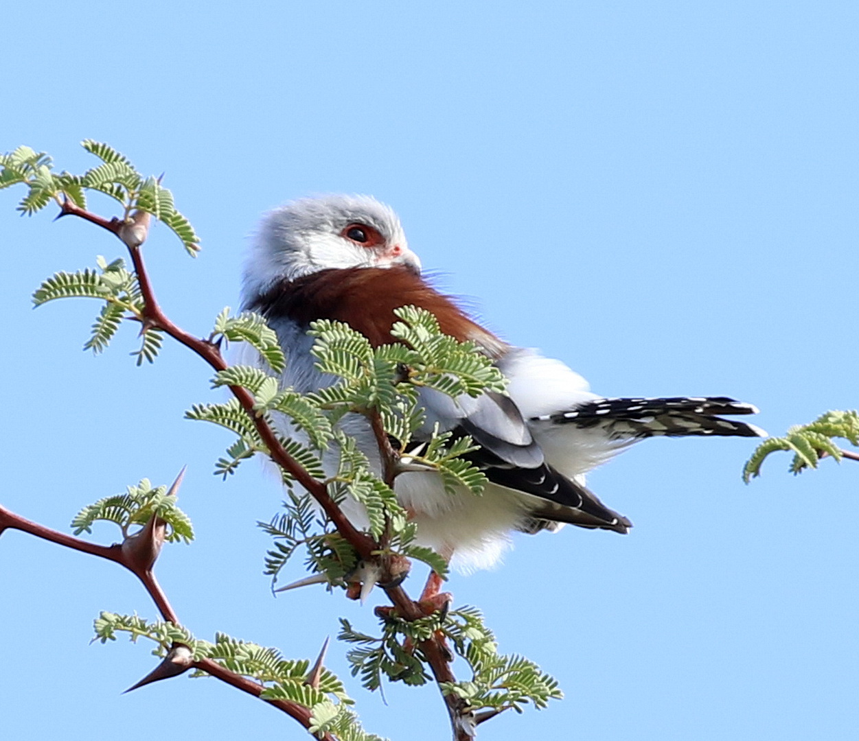 pygmy-falcon-female – BirdLife eThekwini KZN