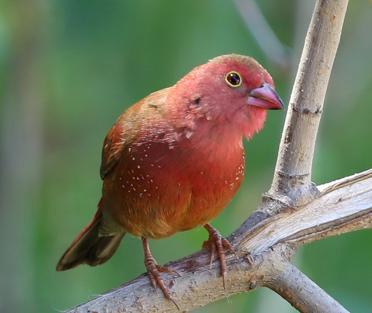 red-billed-firefinch – BirdLife eThekwini KZN