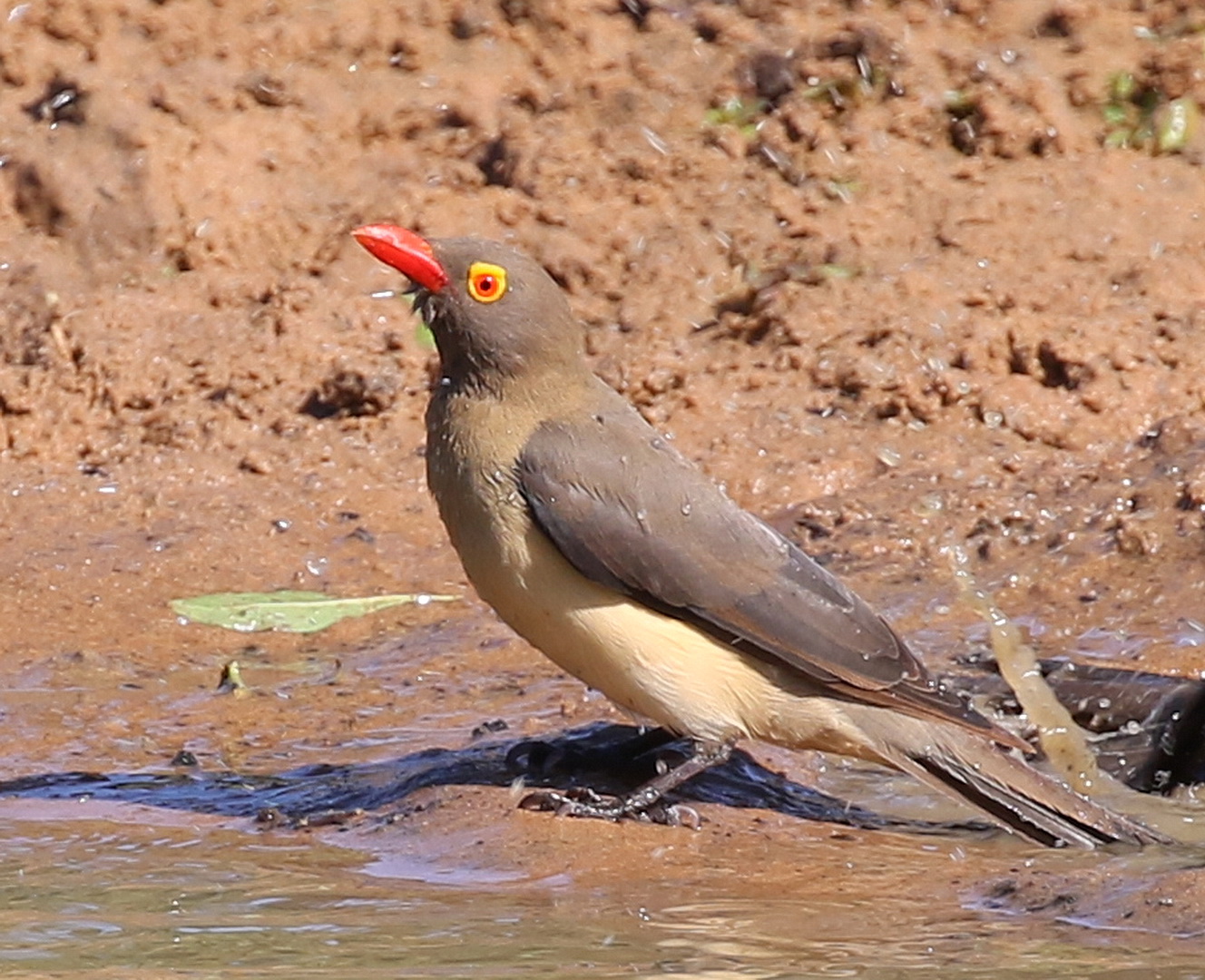 red-billed-oxpecker- – BirdLife eThekwini KZN