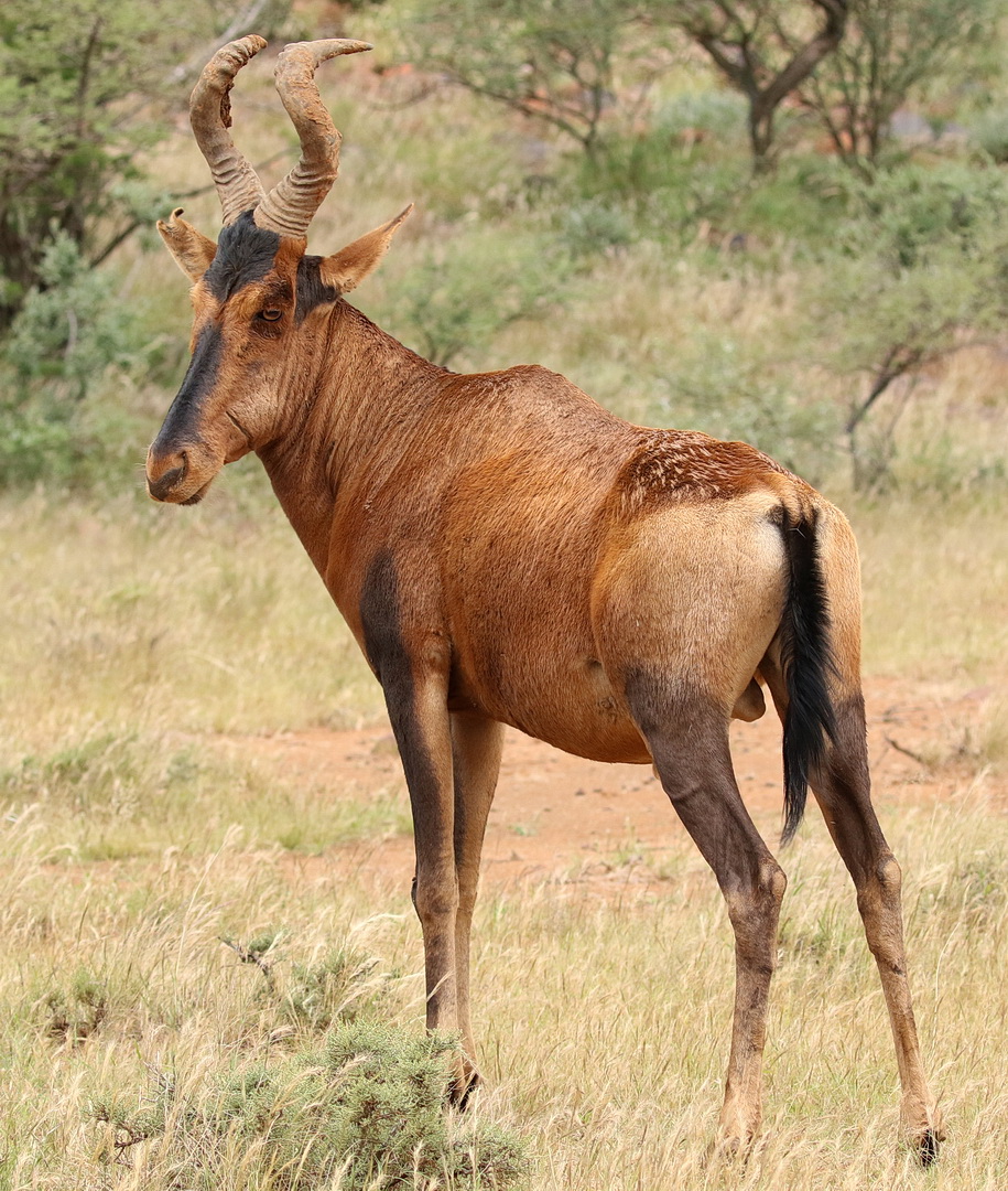 red-hartebeest- – BirdLife eThekwini KZN