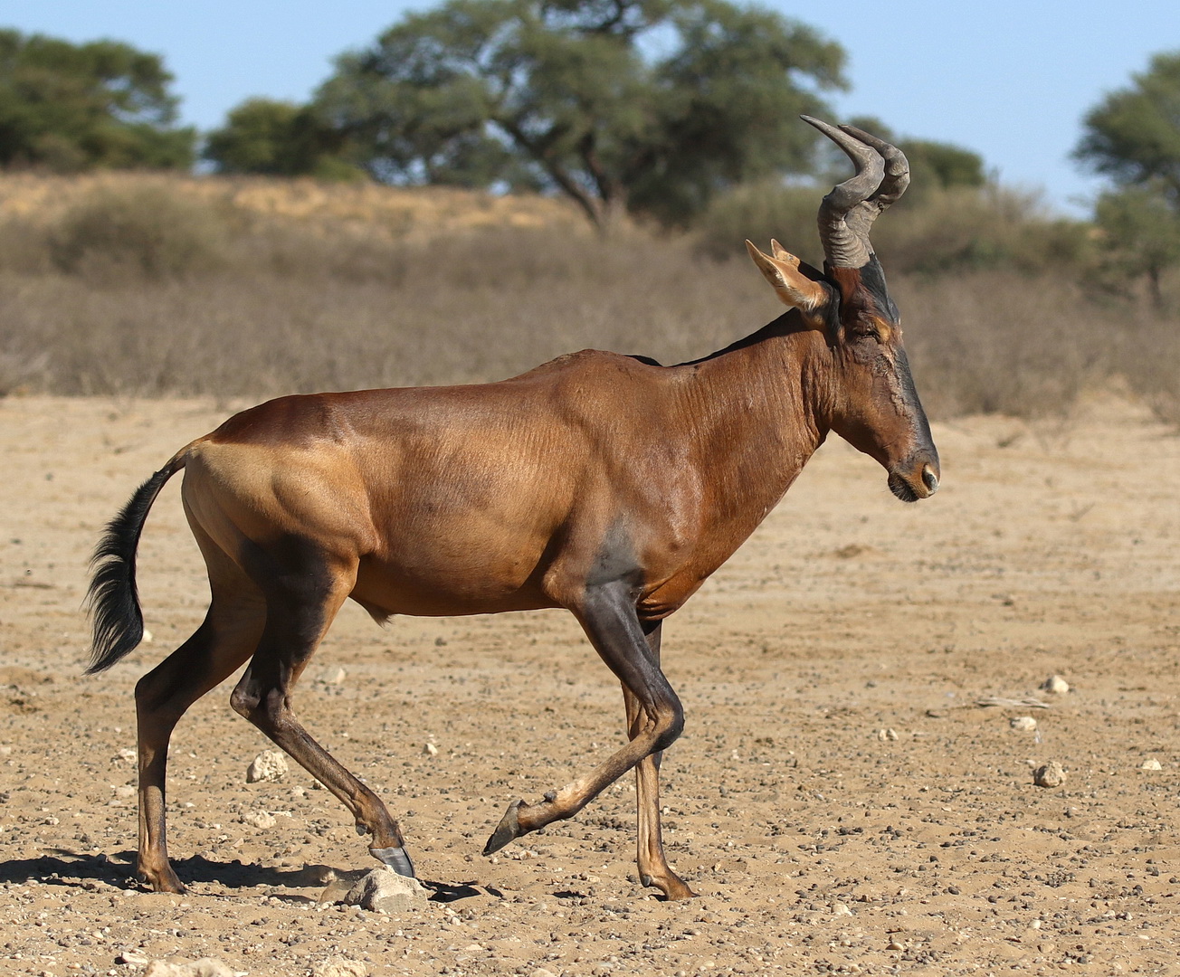 red-hartebeest-2 – BirdLife eThekwini KZN