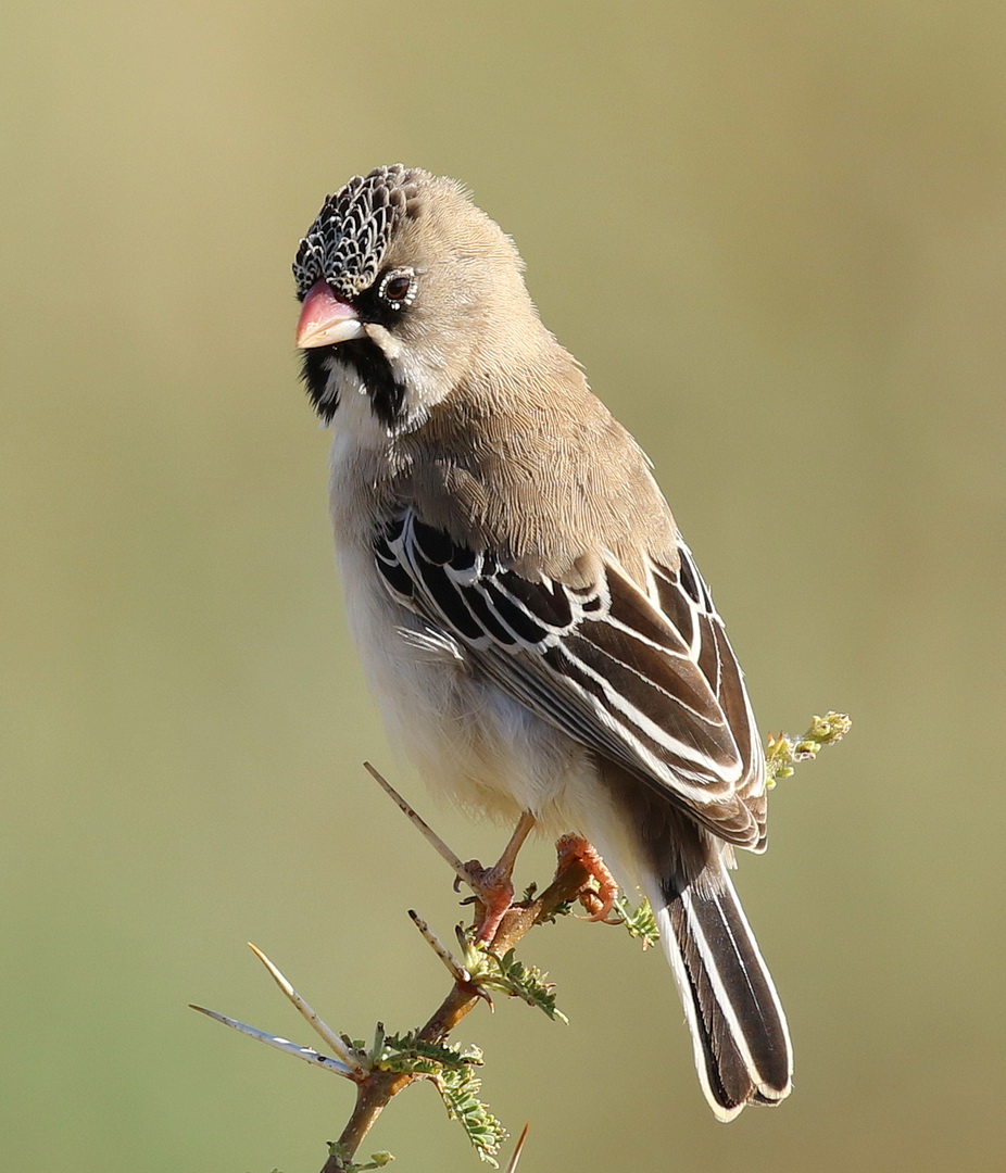 scaly-feathered-finch – BirdLife eThekwini KZN