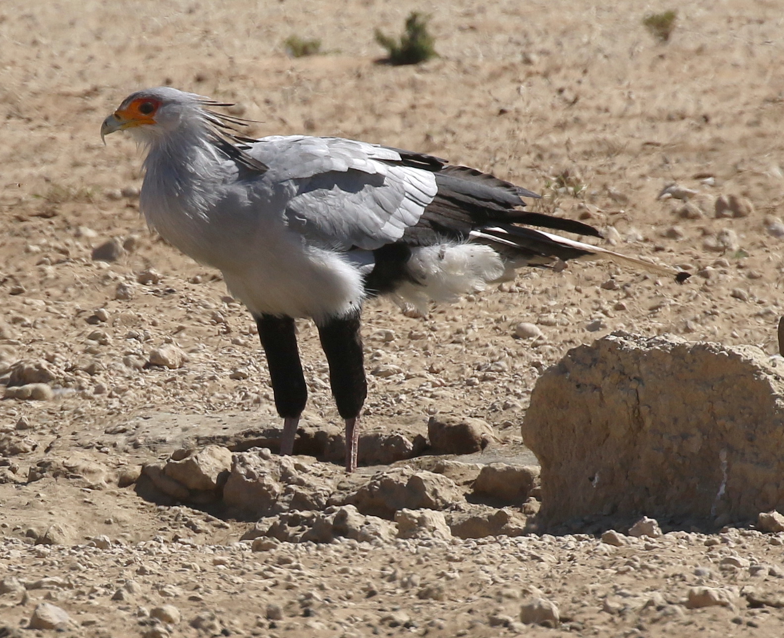 secretarybird- – BirdLife eThekwini KZN