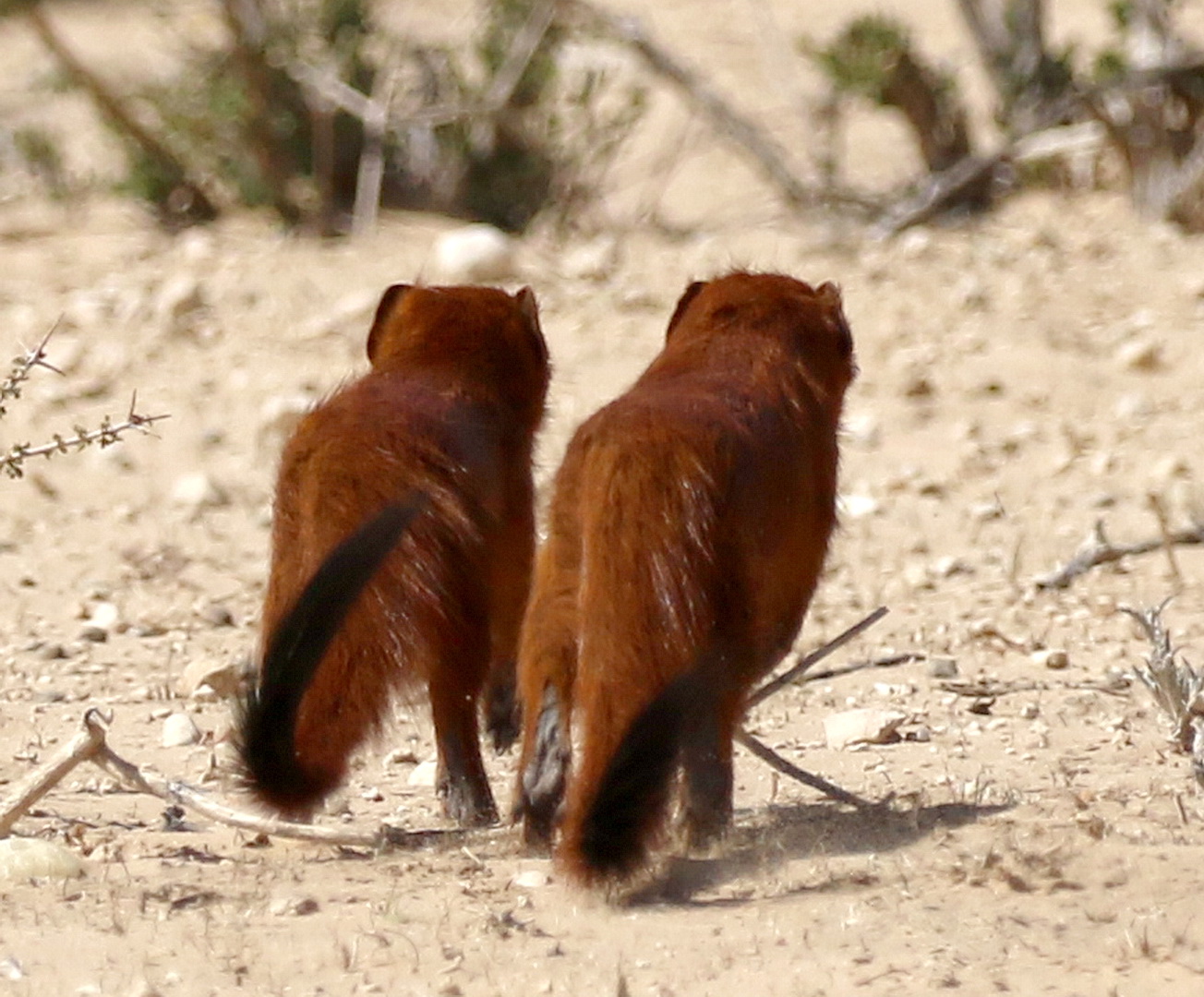Slender Mongooses Birdlife Ethekwini Kzn
