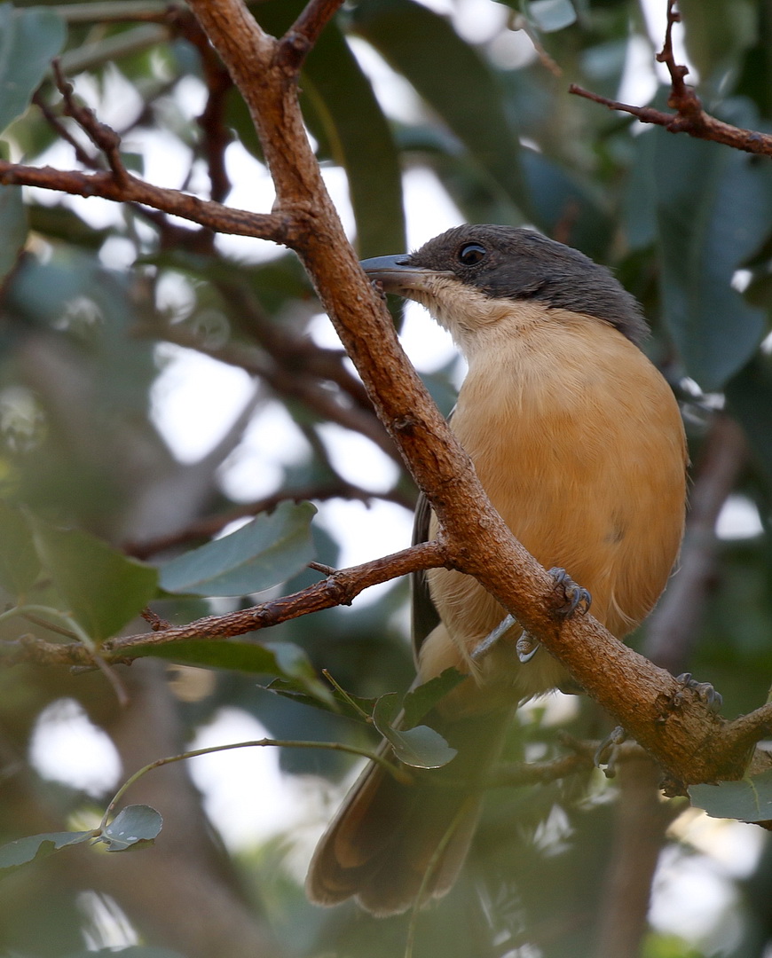 southern-boubou – BirdLife eThekwini KZN