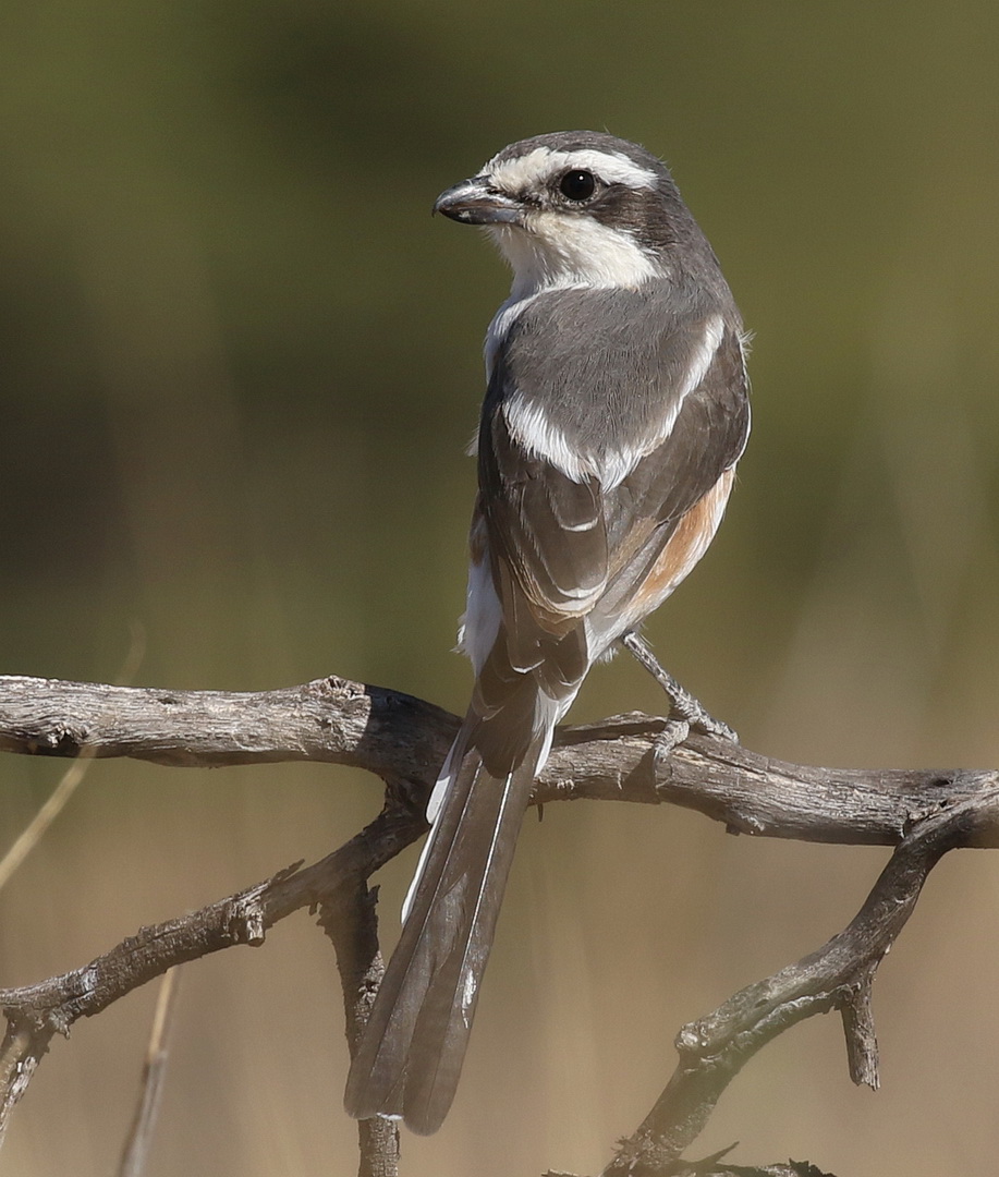 southern-fiscal-female-1 – BirdLife eThekwini KZN