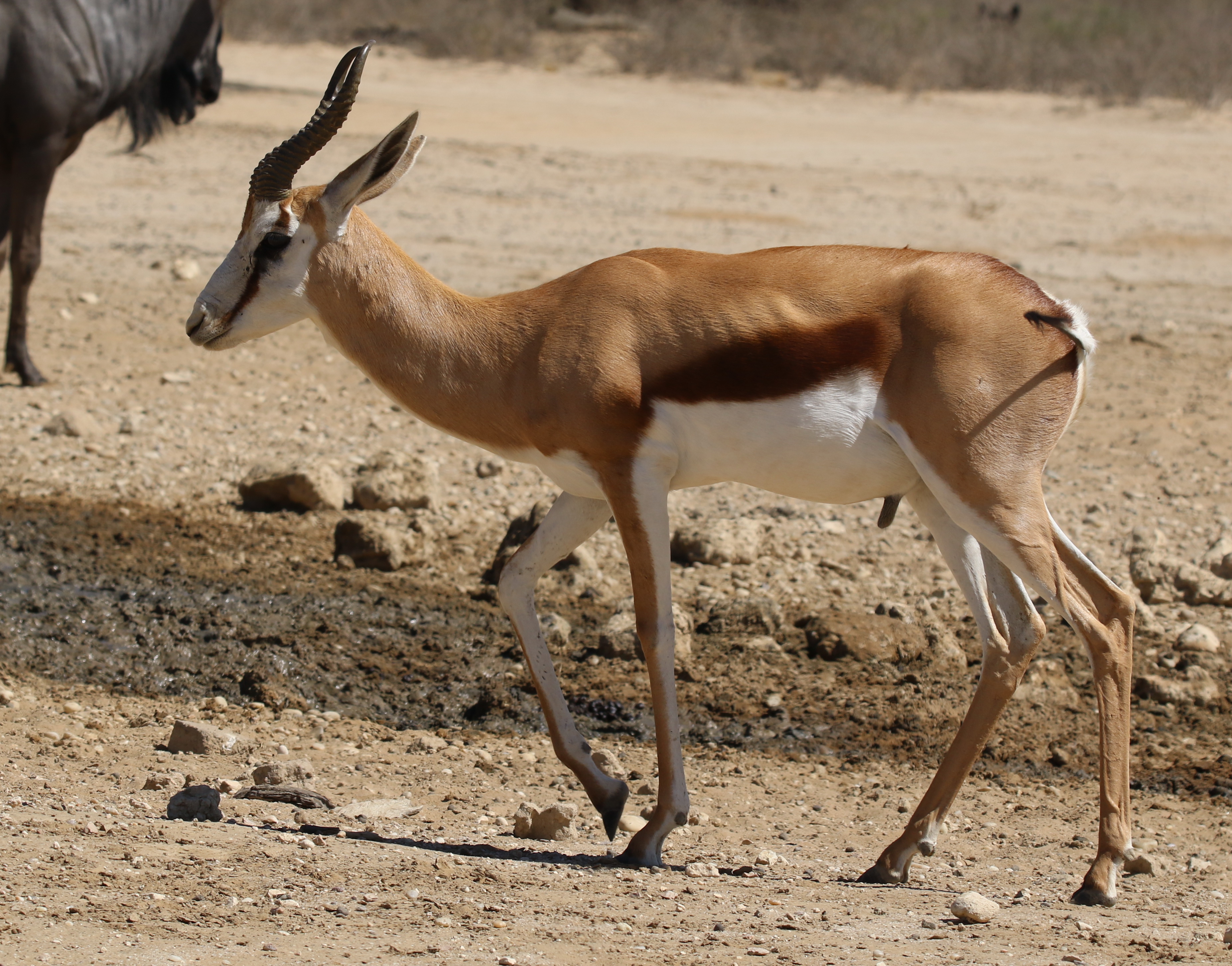 springbok-1 – BirdLife eThekwini KZN